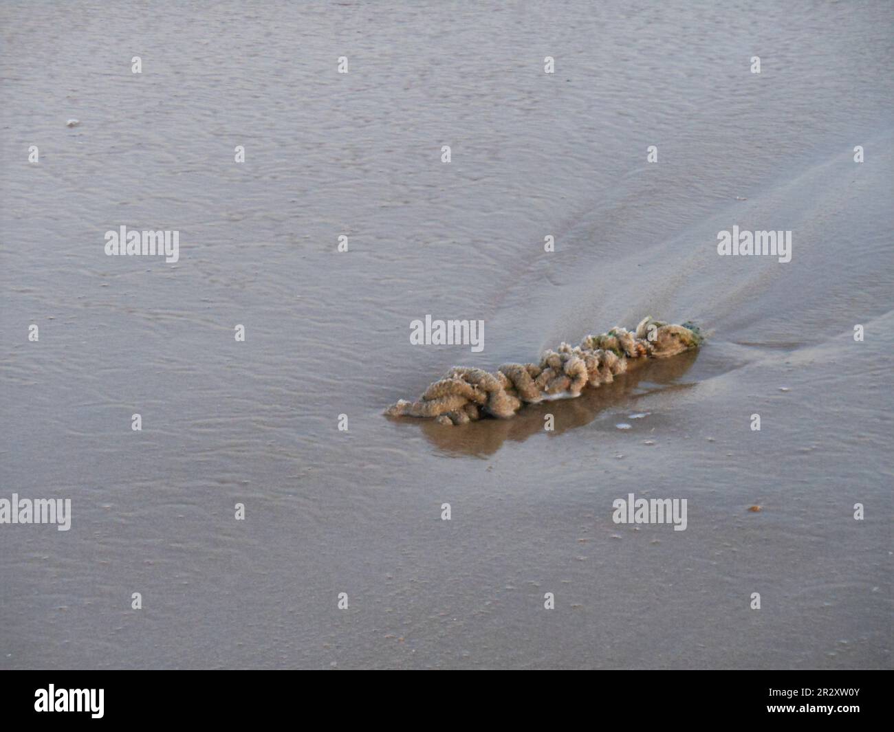 Old and broken piece of rope wet on the seashore on a beach Stock Photo ...