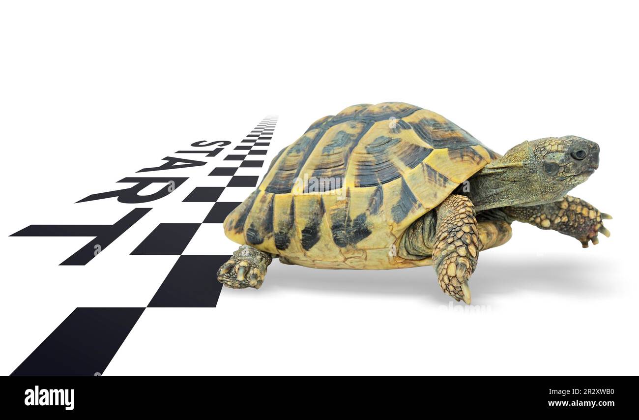 Get started from the start line. A turtle starts running Stock Photo ...