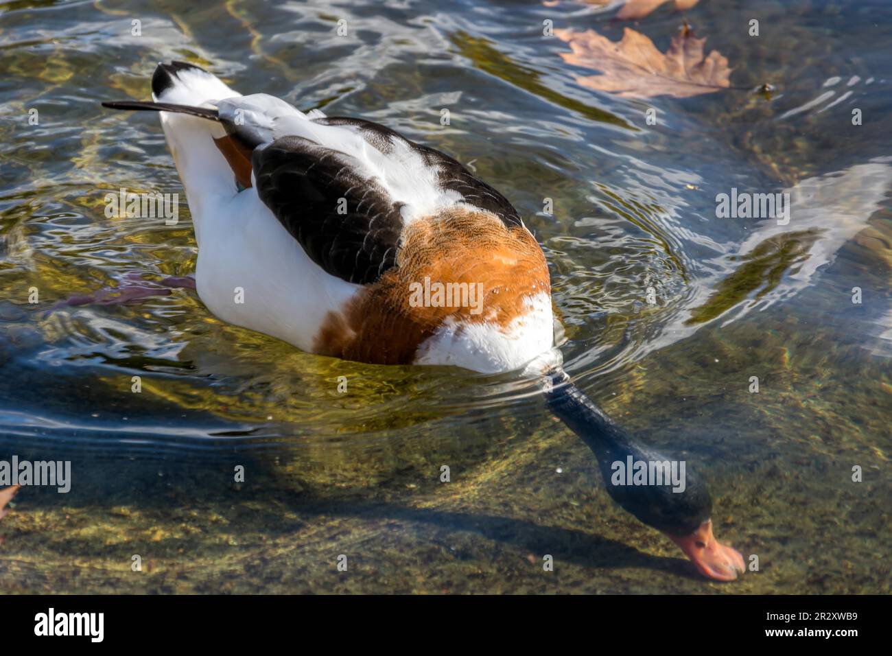 Common Shelduck (Tadorna tadorna Stock Photo - Alamy
