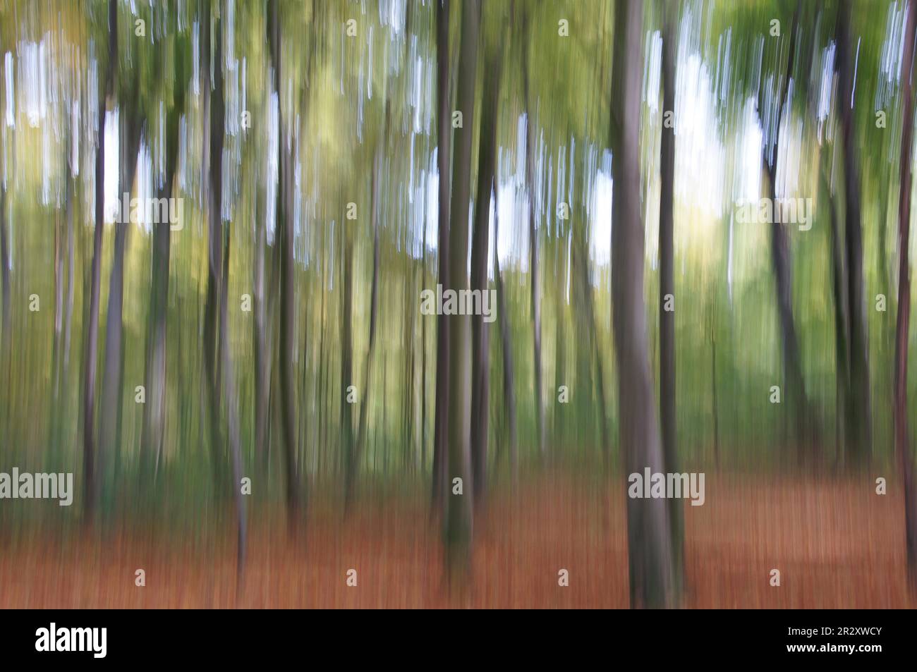 Abstract image of trees in autumn. Camera was moved from top to bottom ...
