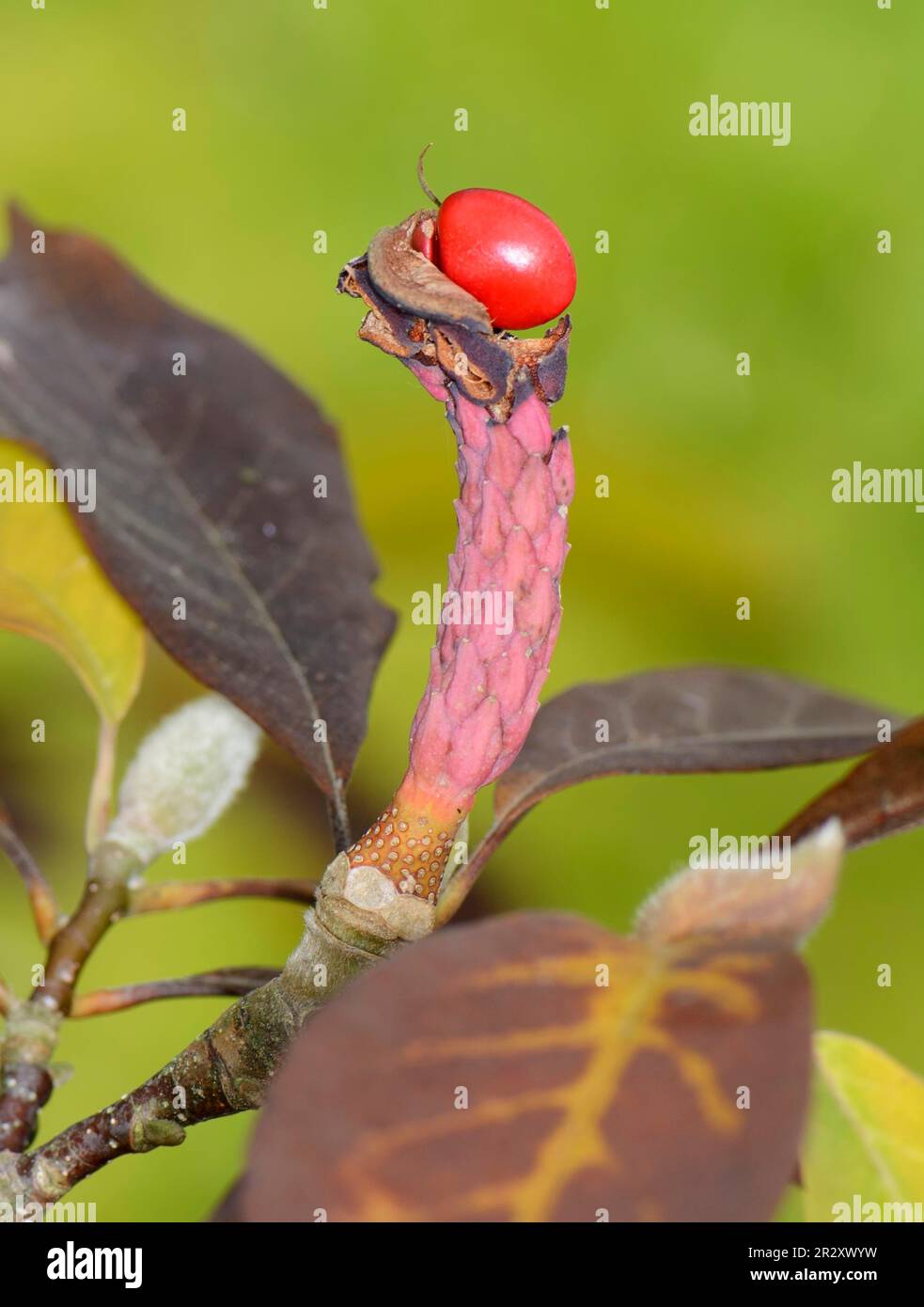 Red fruit of a magnolia tree Stock Photo - Alamy