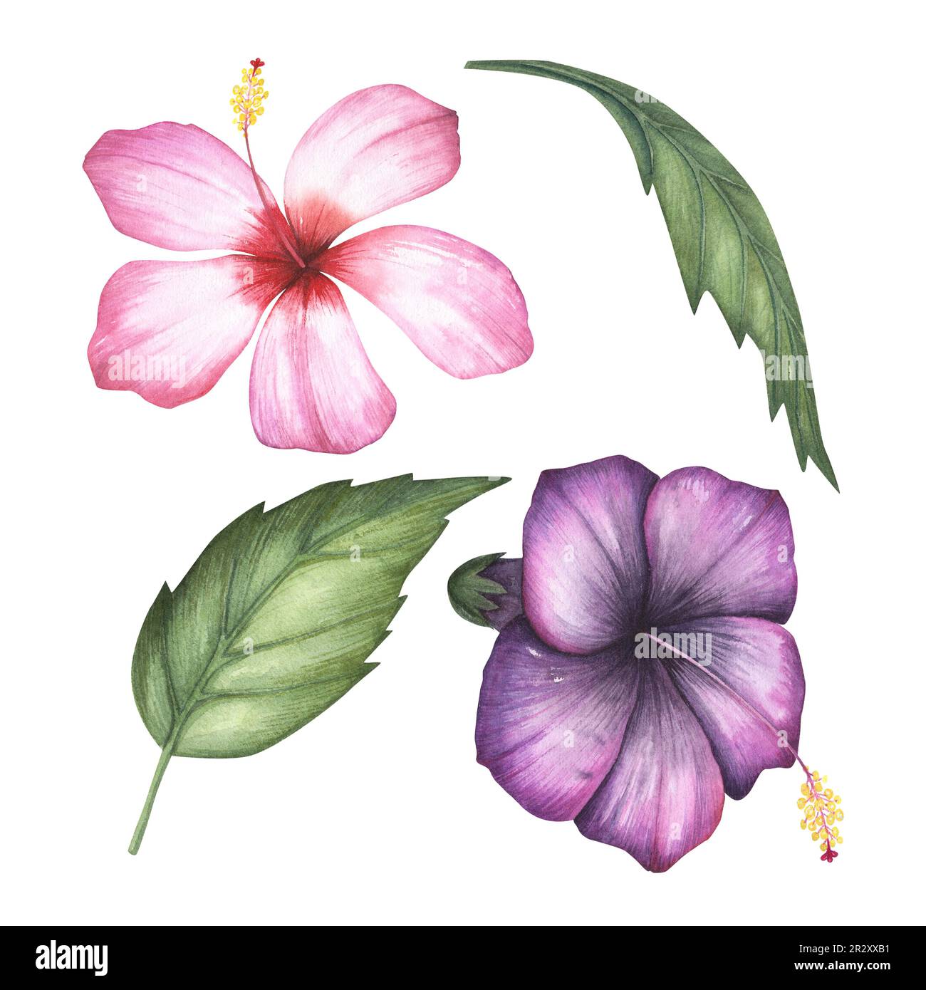 Set pink hibiscus flower, leaves isolated on white background ...