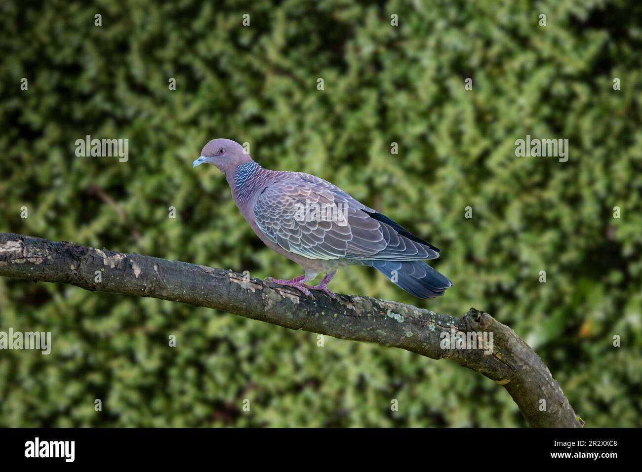 Wild dove known as "pombão" or "asa branca" or "pomba carijó ...