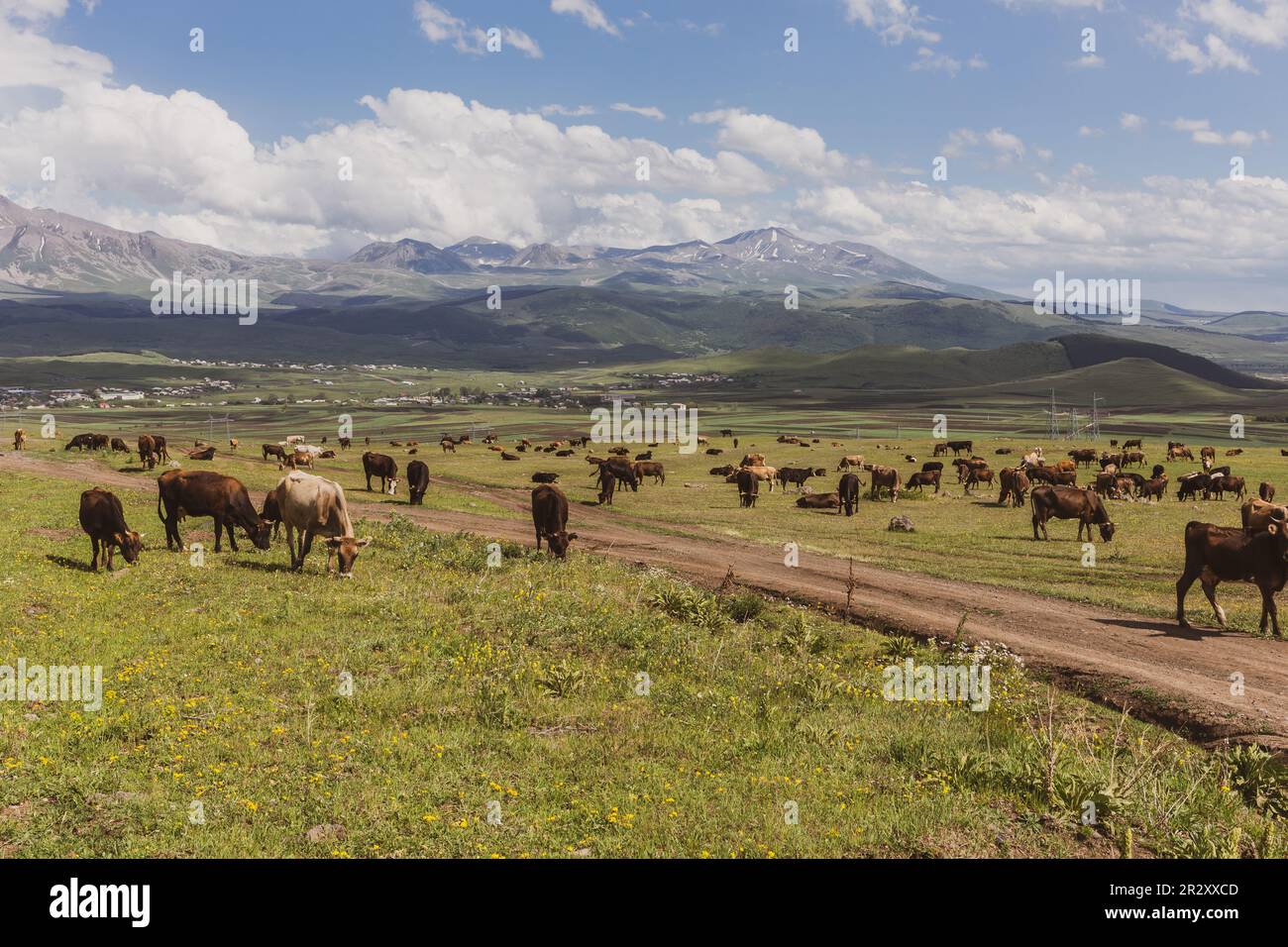 Cattle herd grazing in grasslands of Javakheti Plateau on Tskhratskaro ...