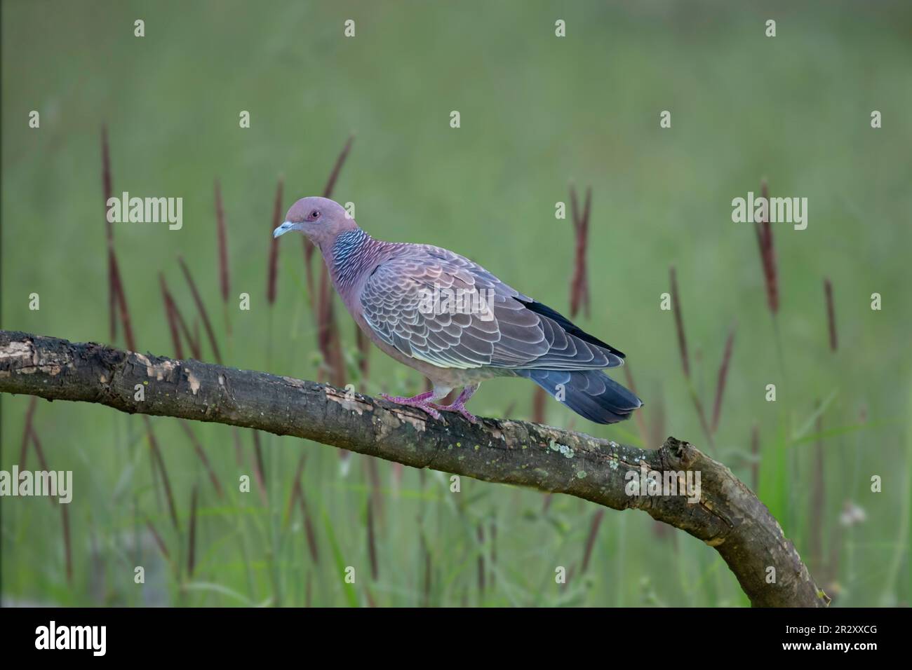 Wild dove known as "pombão" or "asa branca" or "pomba carijó ...