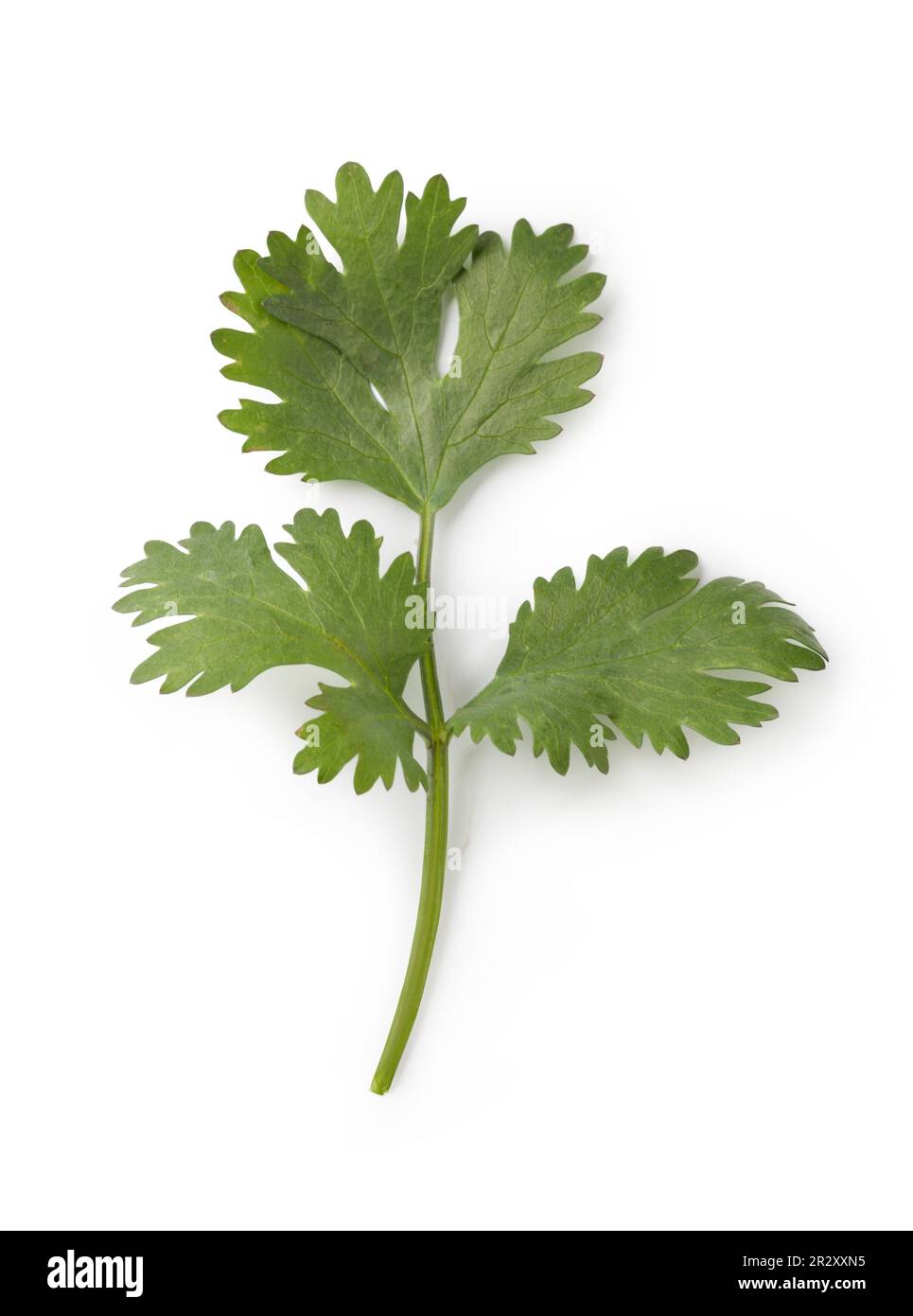 Fresh cilantro isolated on white background Stock Photo - Alamy