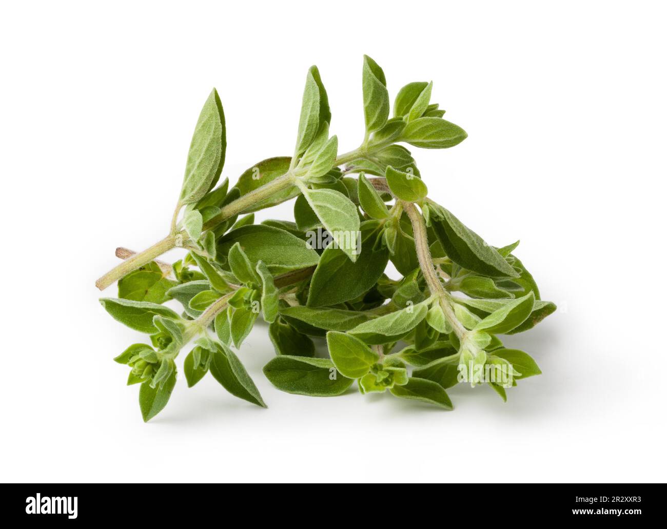 Bunch of fresh oregano hi-res stock photography and images - Alamy