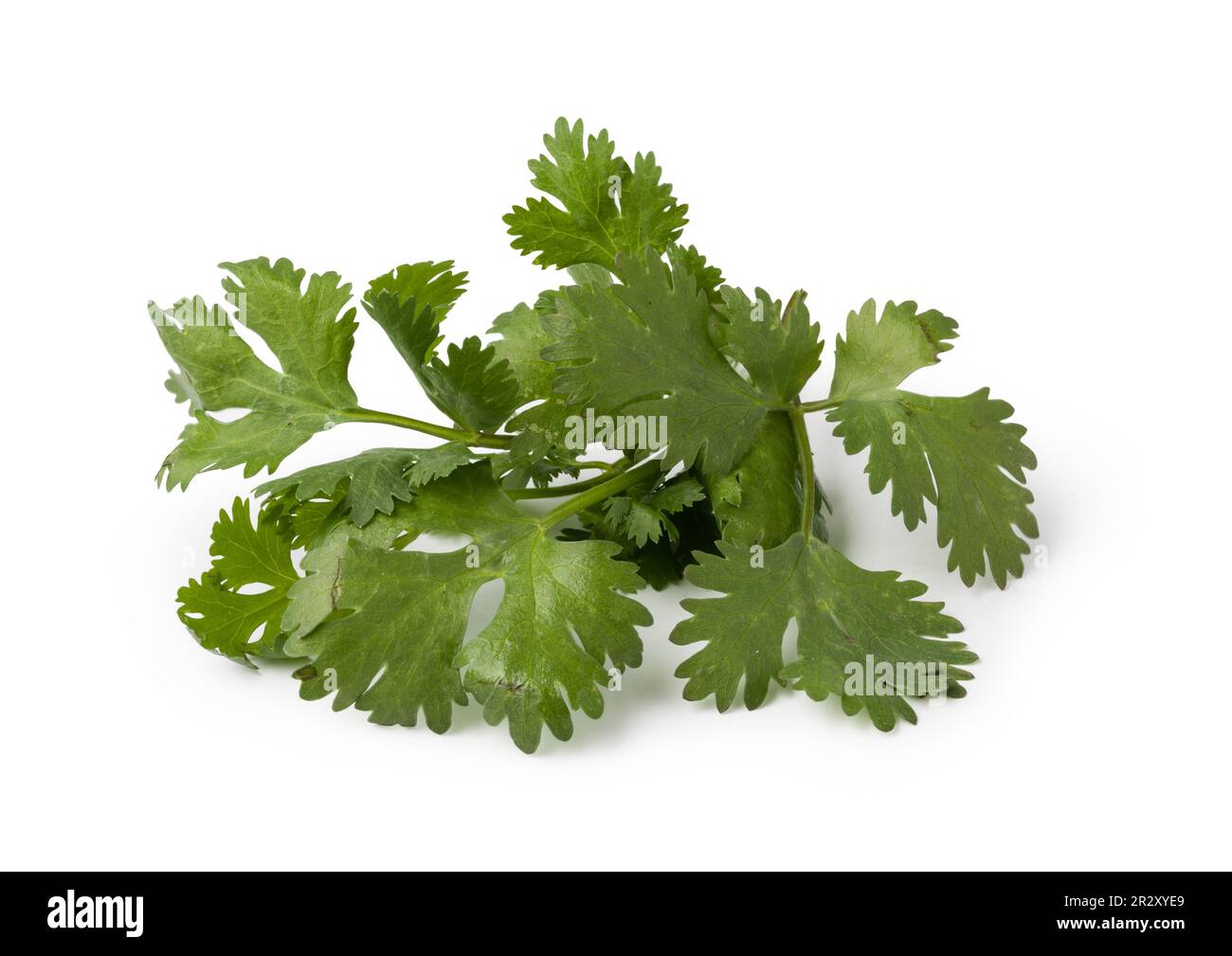 Fresh cilantro isolated on white background Stock Photo - Alamy