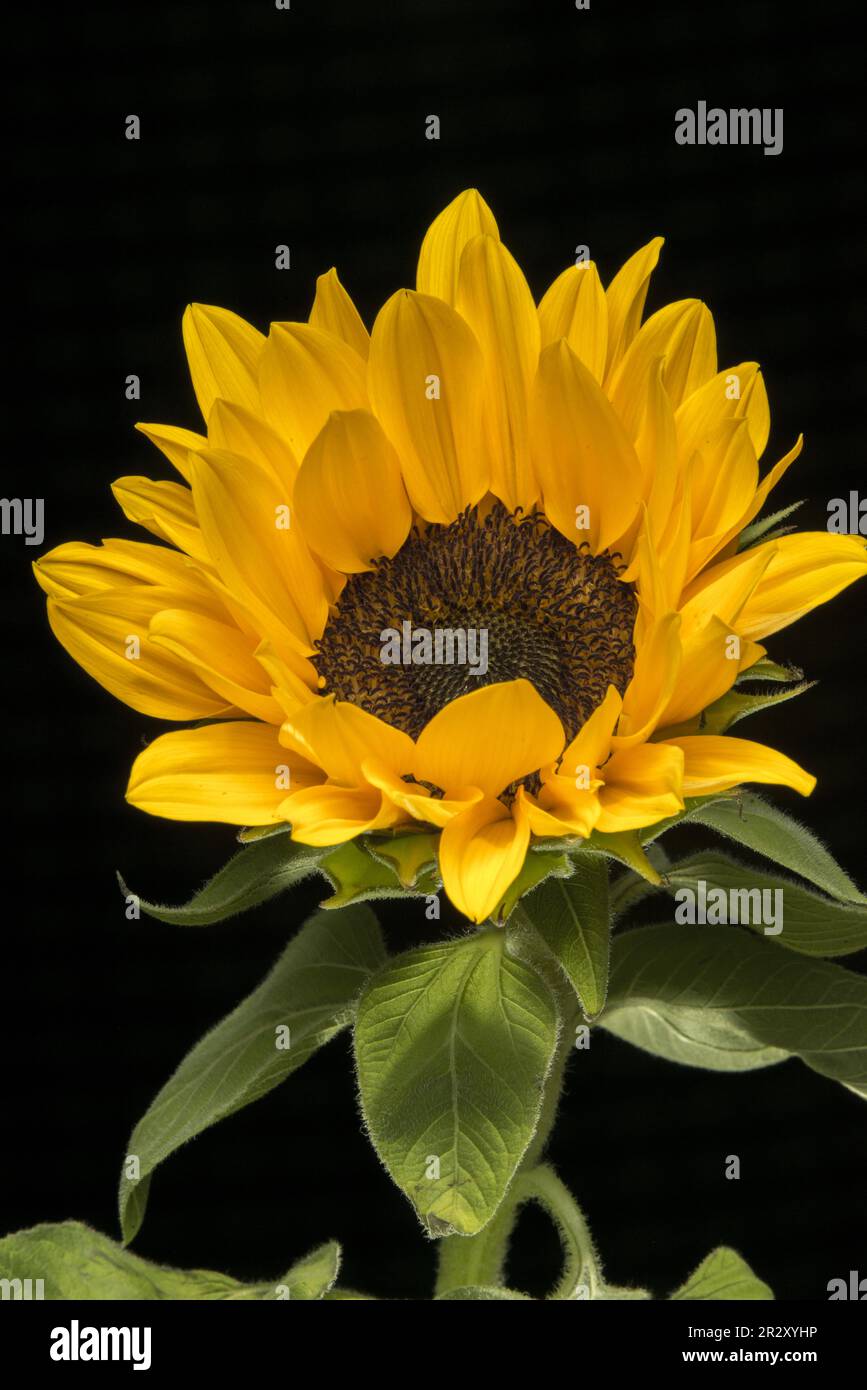 Sunflower is an annual herbaceous plant of the Asteraceae family native ...