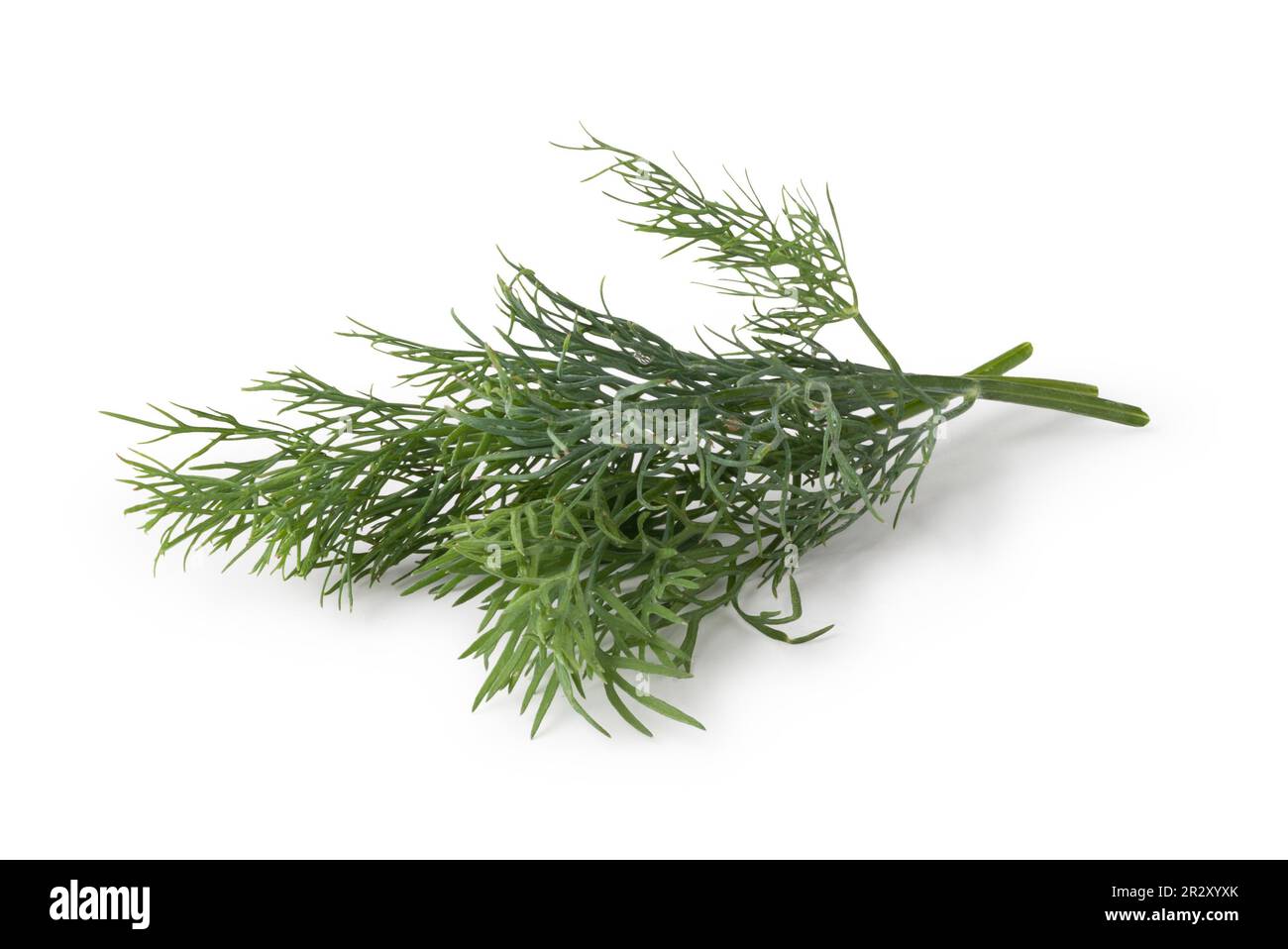Bunch green dill herb Cut Out Stock Images & Pictures - Alamy
