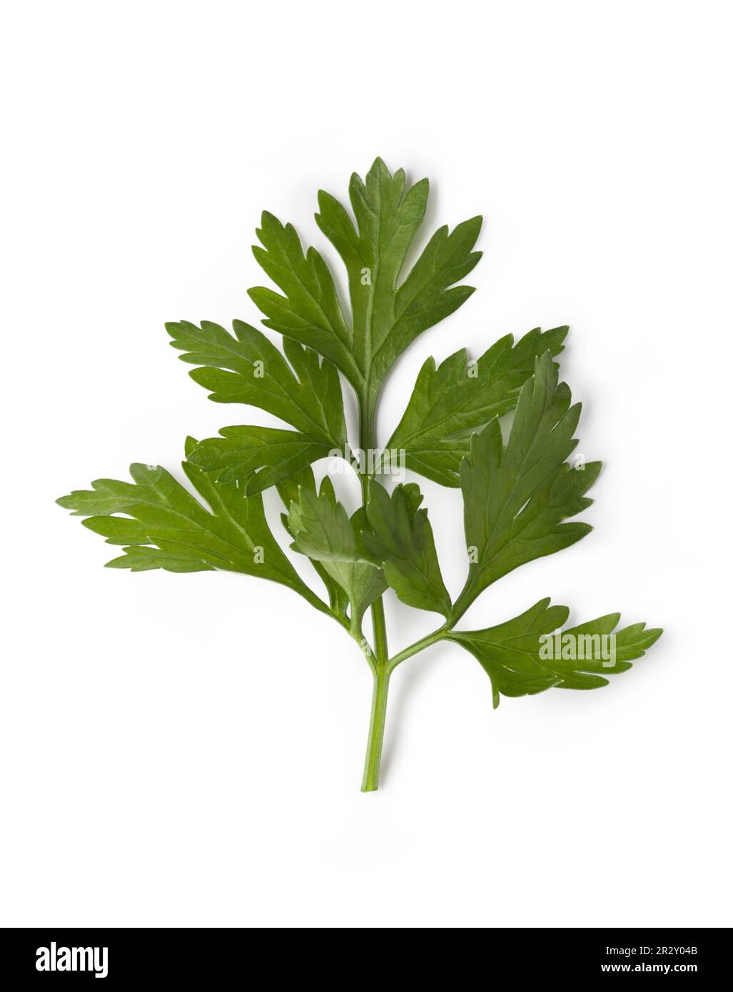 Fresh cilantro isolated on white background Stock Photo - Alamy