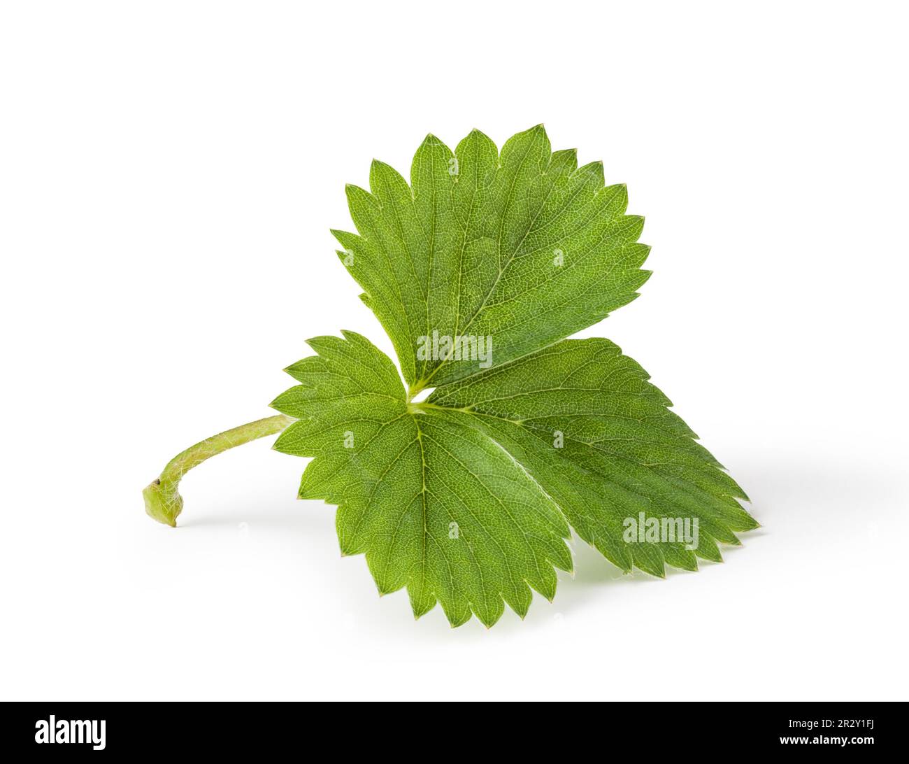 Strawberry leaf isolated on white background Stock Photo - Alamy