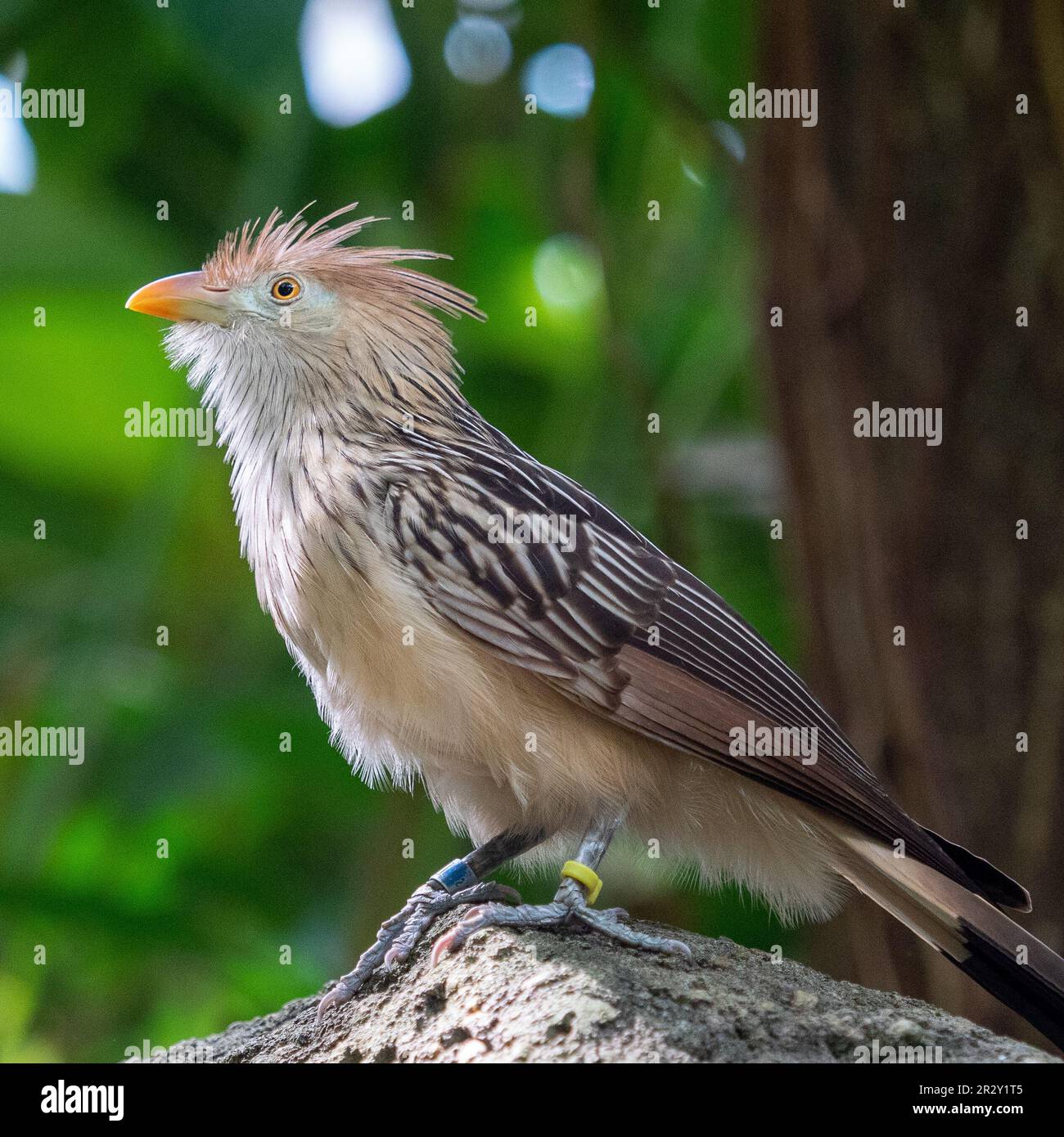 The Rainforest Pyramid at Moody Gardens Stock Photo - Alamy