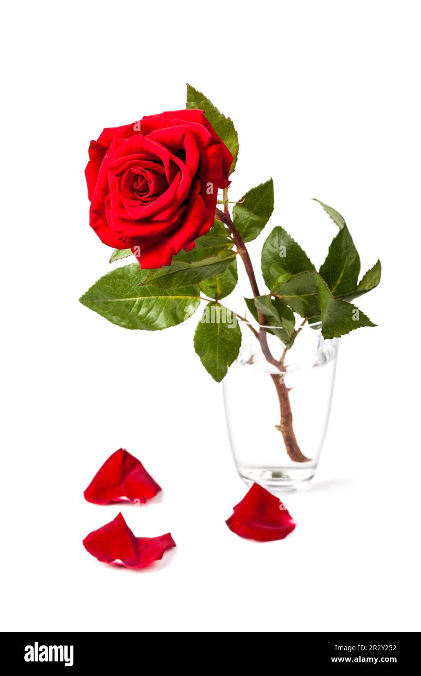 red rose isolated on white background Stock Photo - Alamy