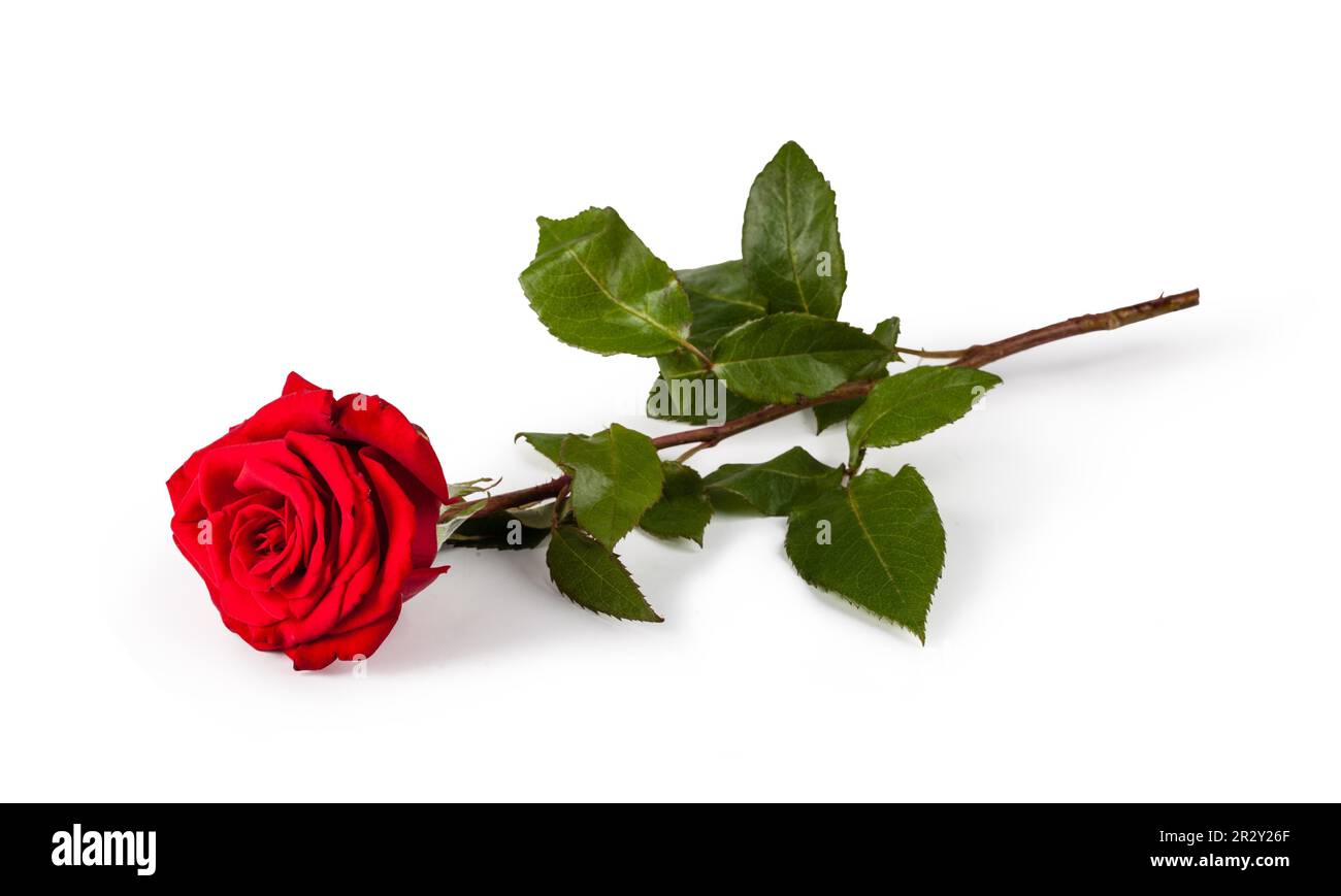 red rose isolated on white background Stock Photo - Alamy