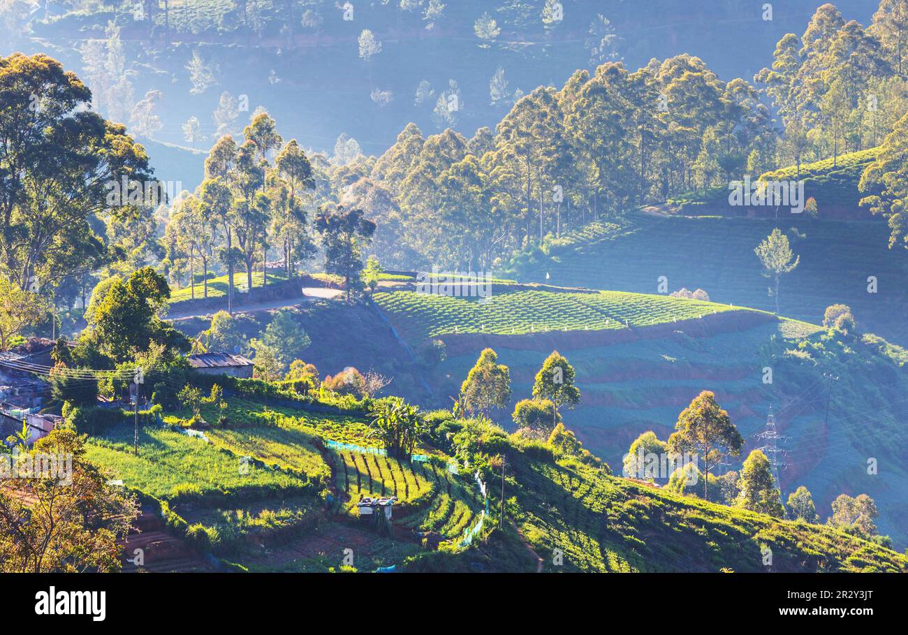 Cultivated hillside vegetable plantations on Sri Lanka. Beautiful rural ...