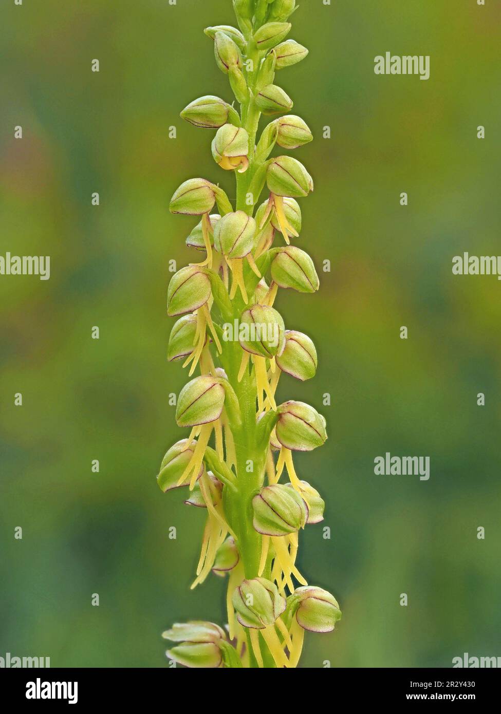 tiny man shaped yellow green flowers on flowerspike of Man Orchid ...