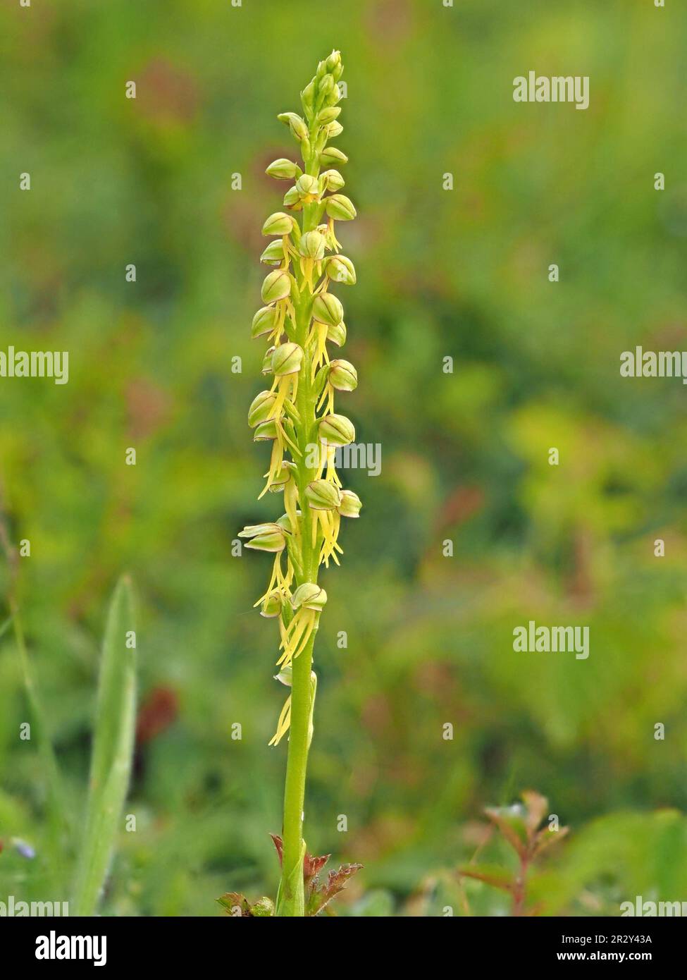 tiny man shaped yellow green flowers on flowerspike of Man Orchid ...