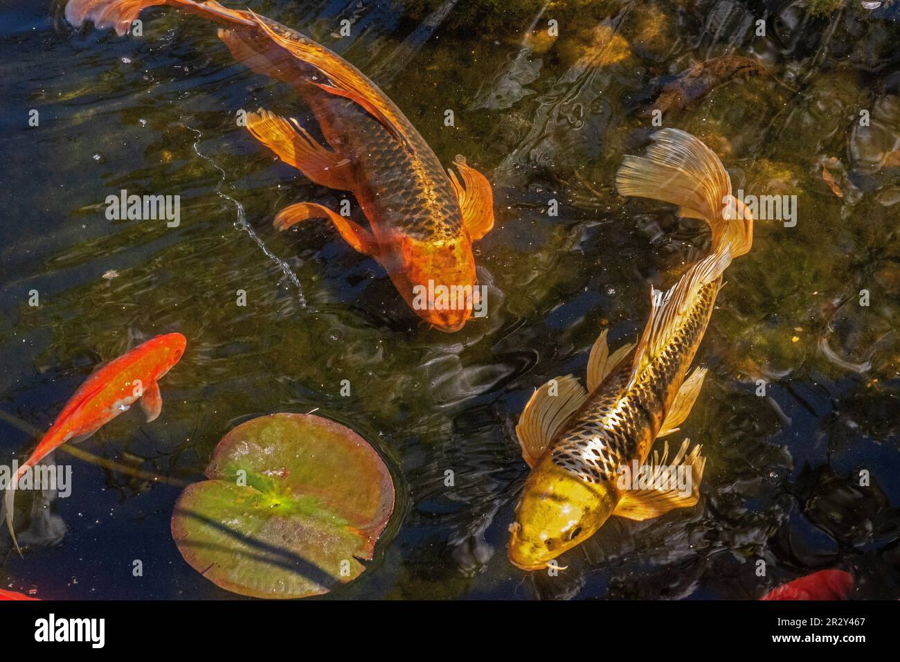 Two Koi in a garden pond Stock Photo - Alamy