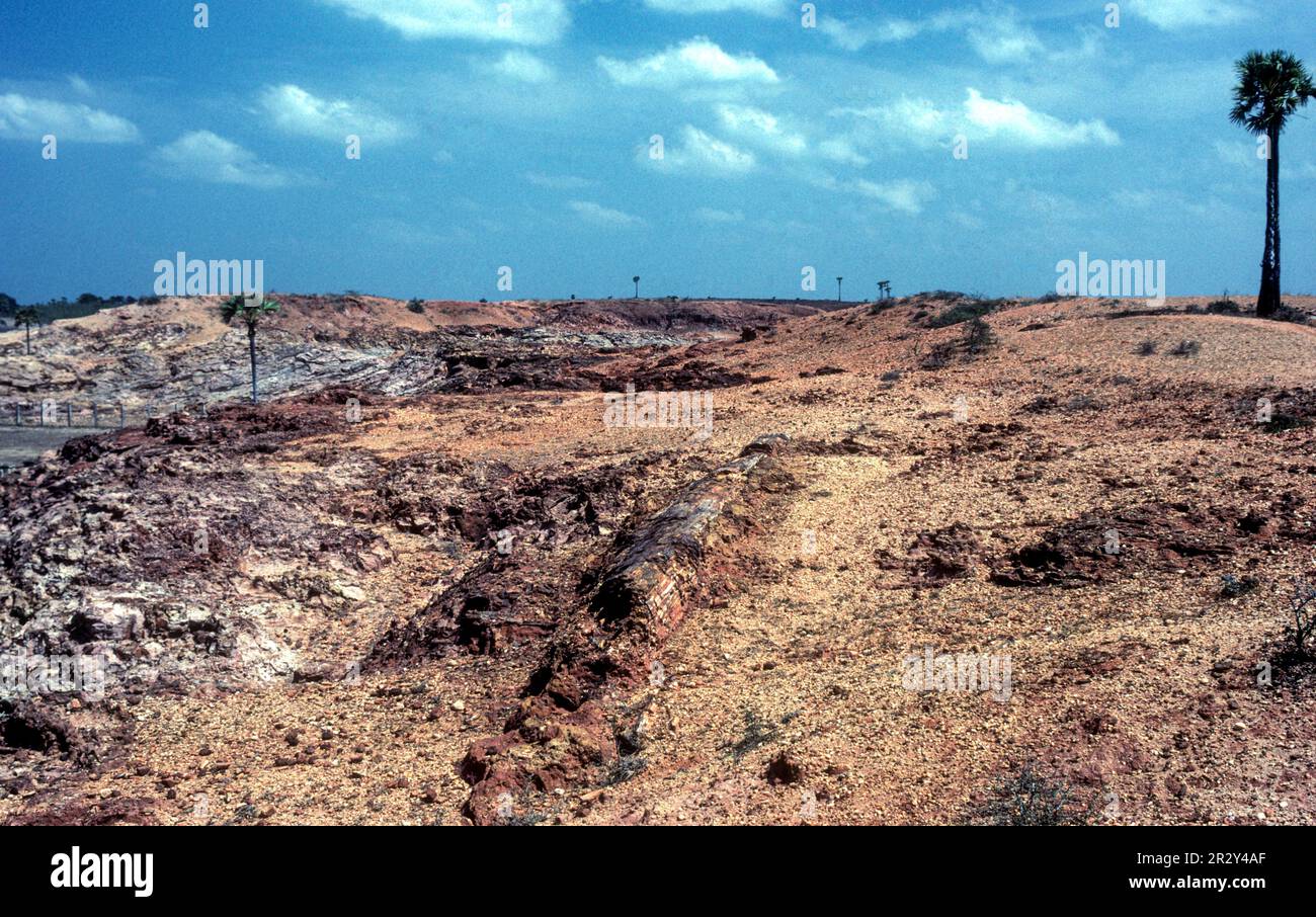 Thiruvakkarai Tiruvakkarai Fossil Wood Park Location near Puducherry ...