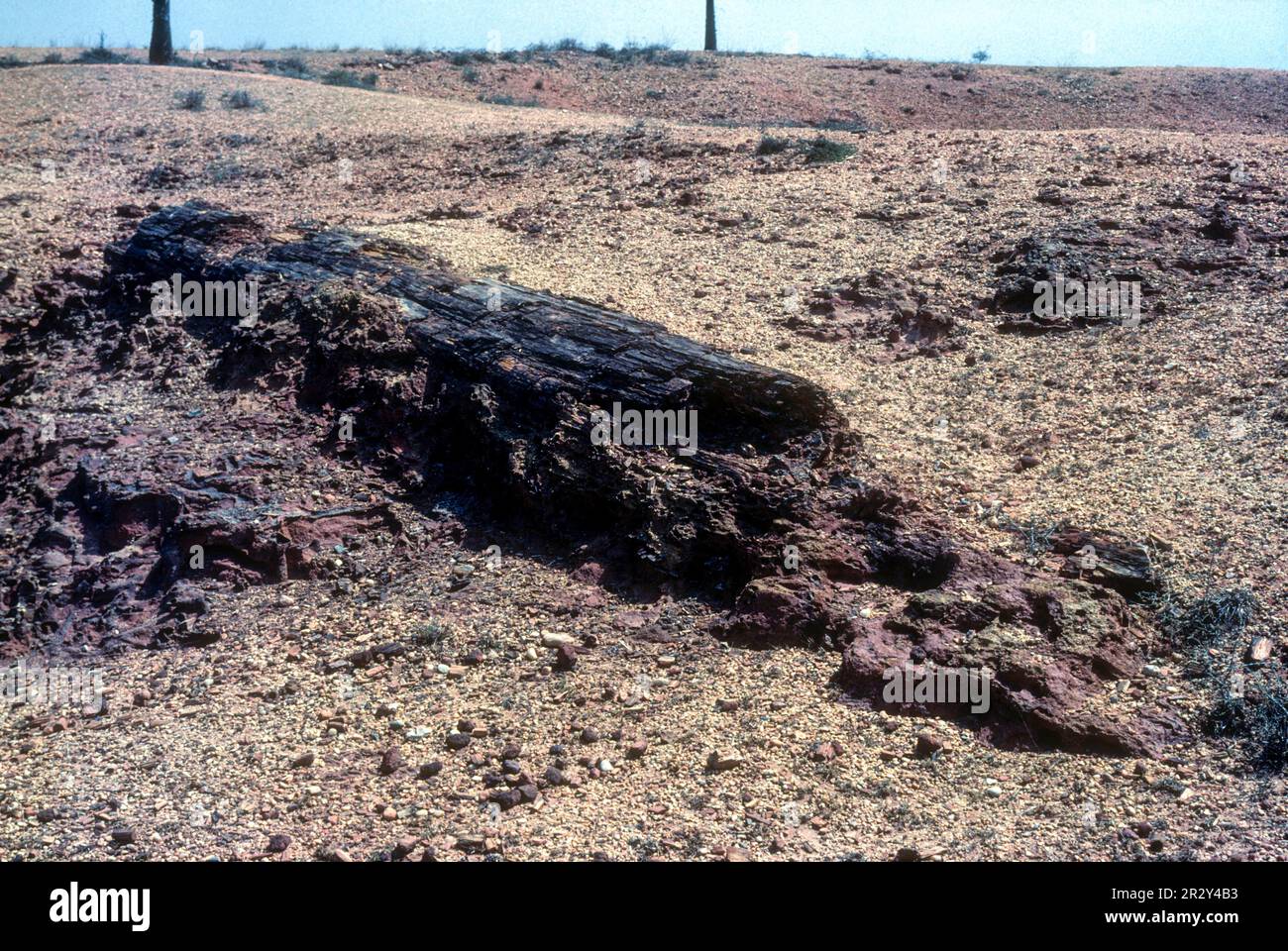 Fossil tree hi-res stock photography and images - Alamy