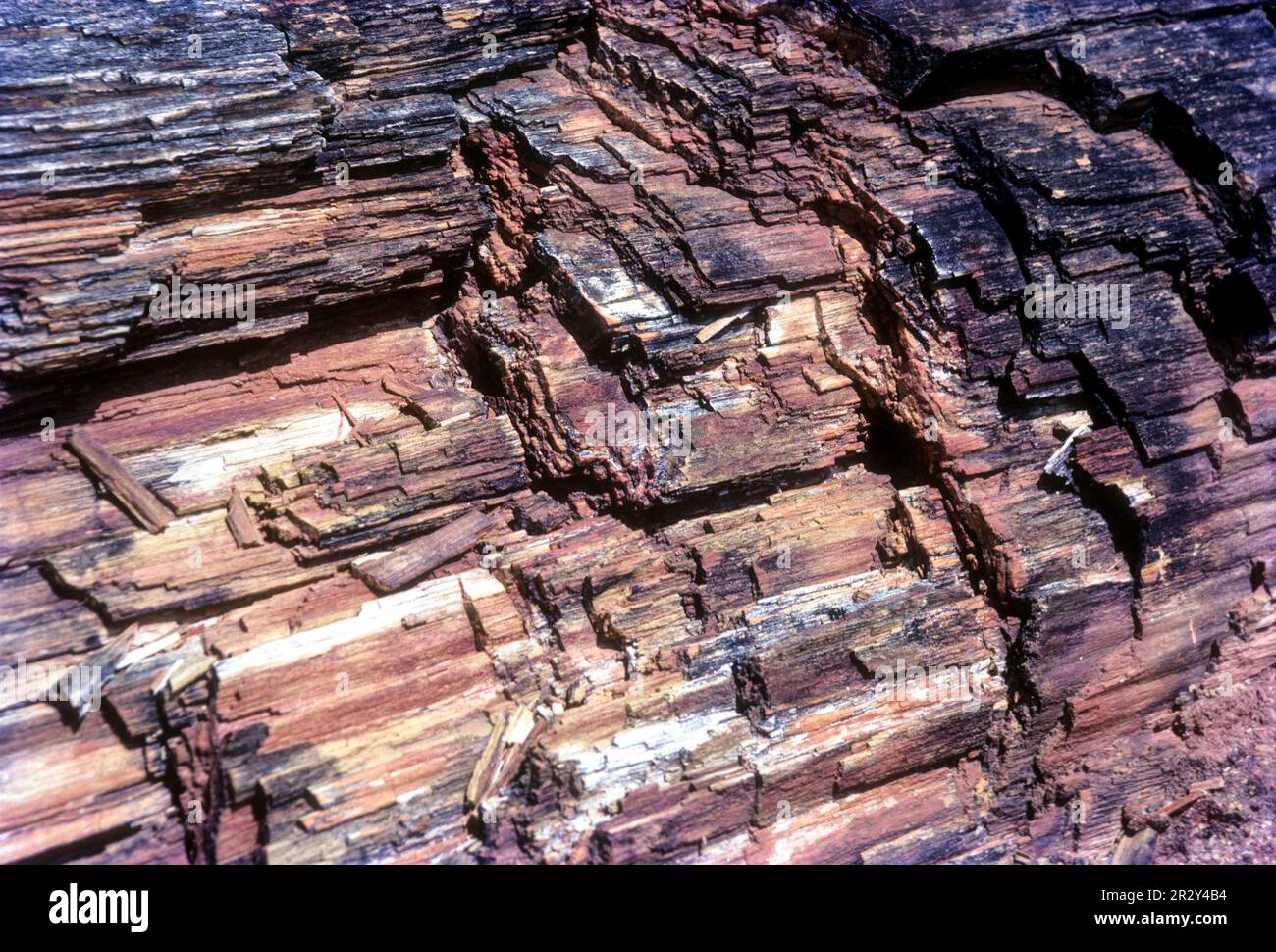20 million years old Fossil Tree in National Fossil Wood Park in ...