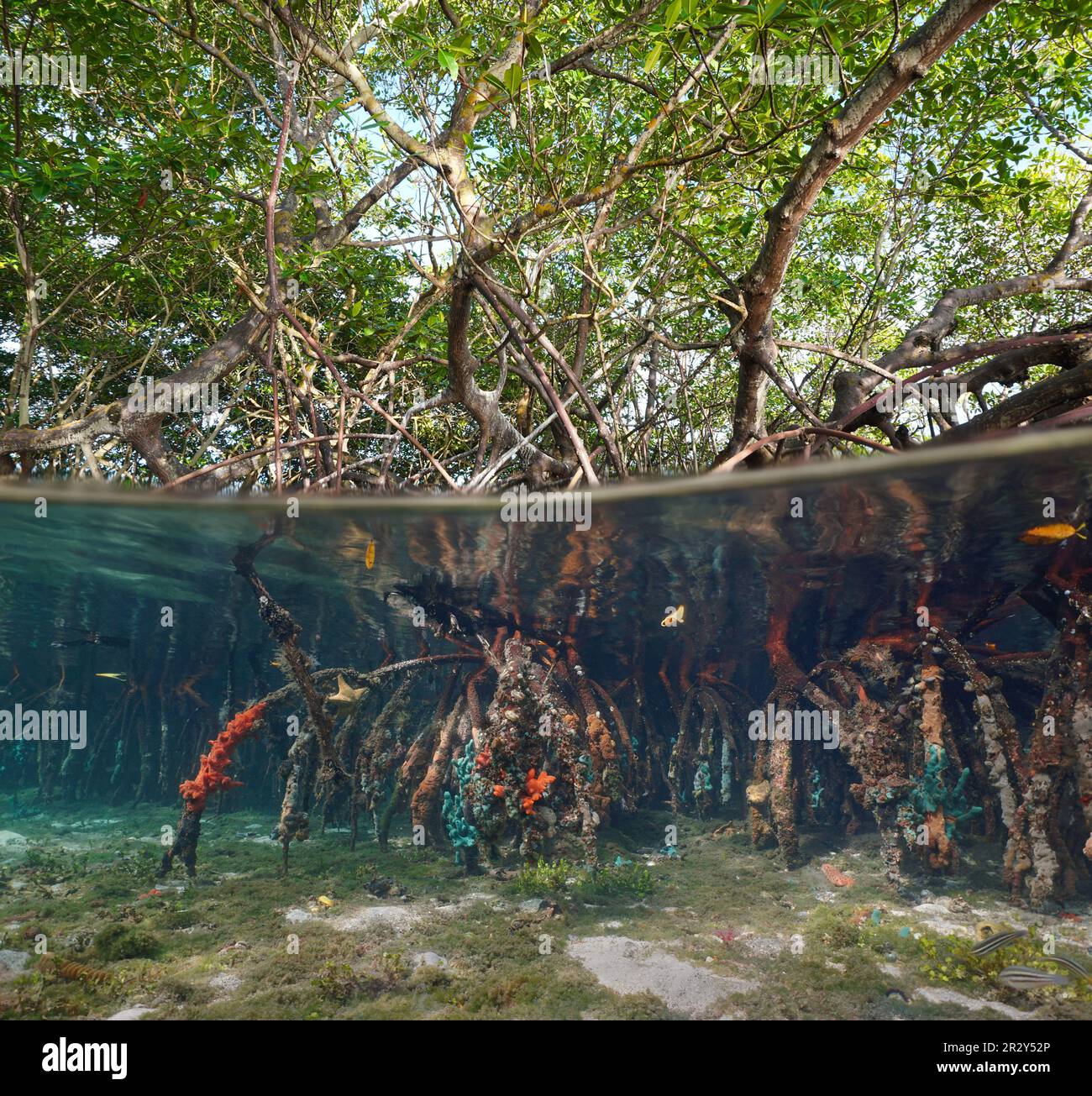 Red mangrove trees in the sea (Rhizophora mangle) with their roots ...