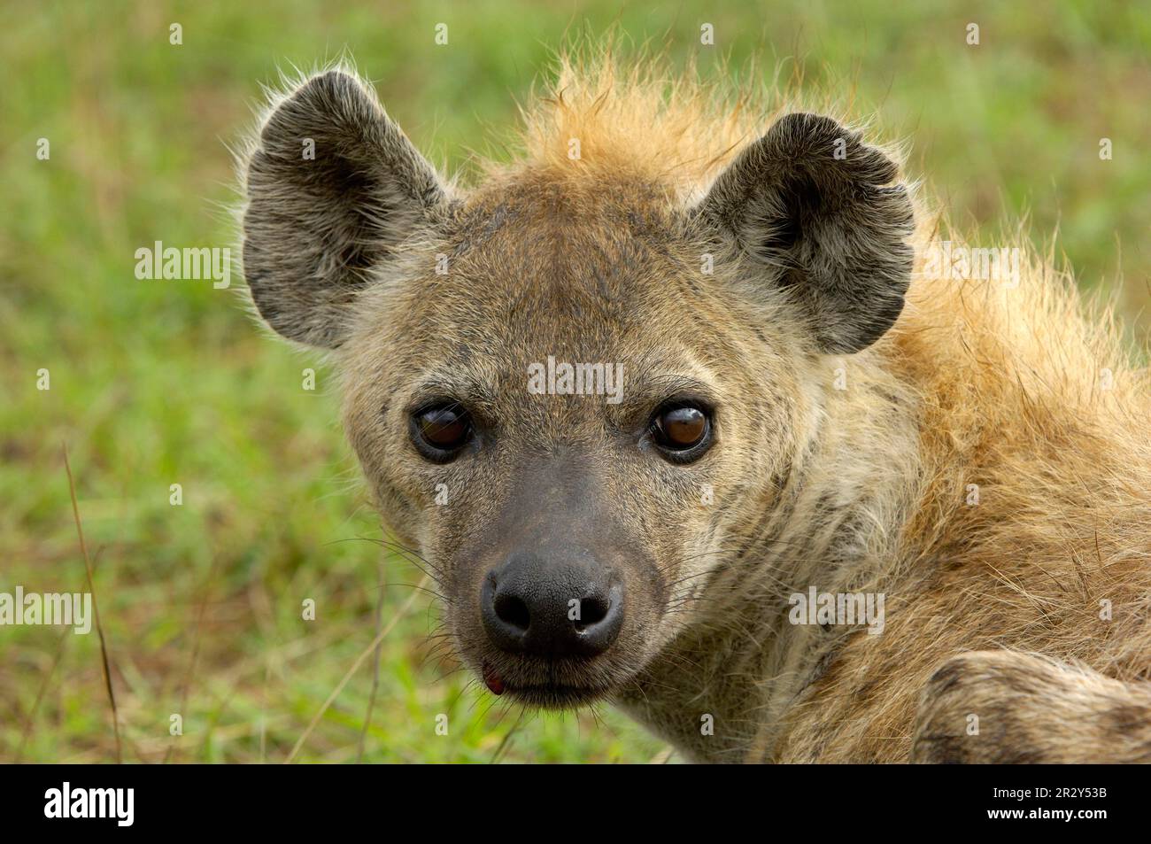 Spotted hyena, spotted hyenas (Crocuta crocuta), hyena, hyenas, canines, predators, mammals ...
