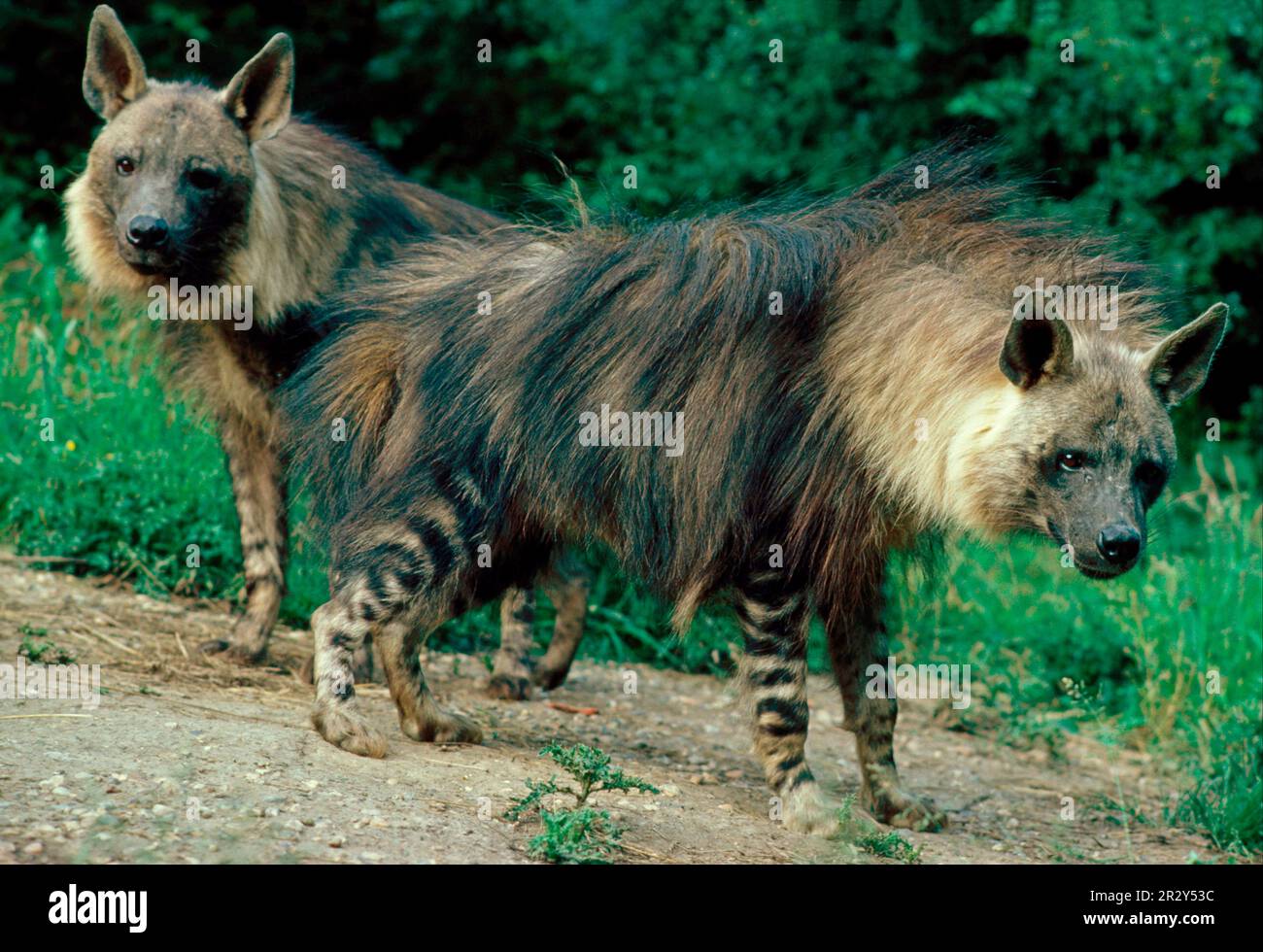 Brown hyena (Hyaena brunnea), Brown hyena, hyena, hyenas, canines ...