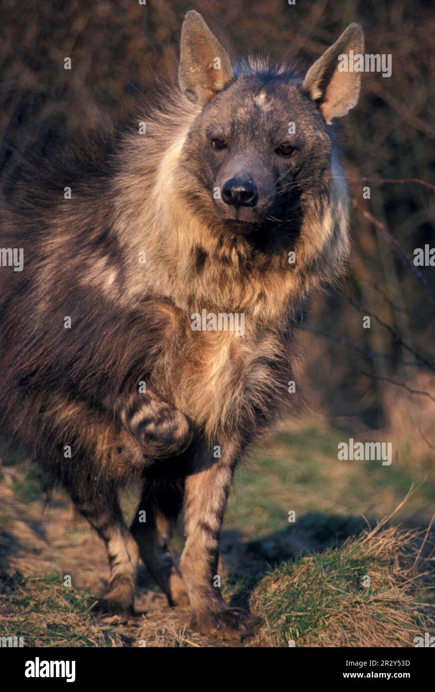 Brown hyena (Hyaena brunnea), Brown hyena, Hyena, Hyenas, Canines ...
