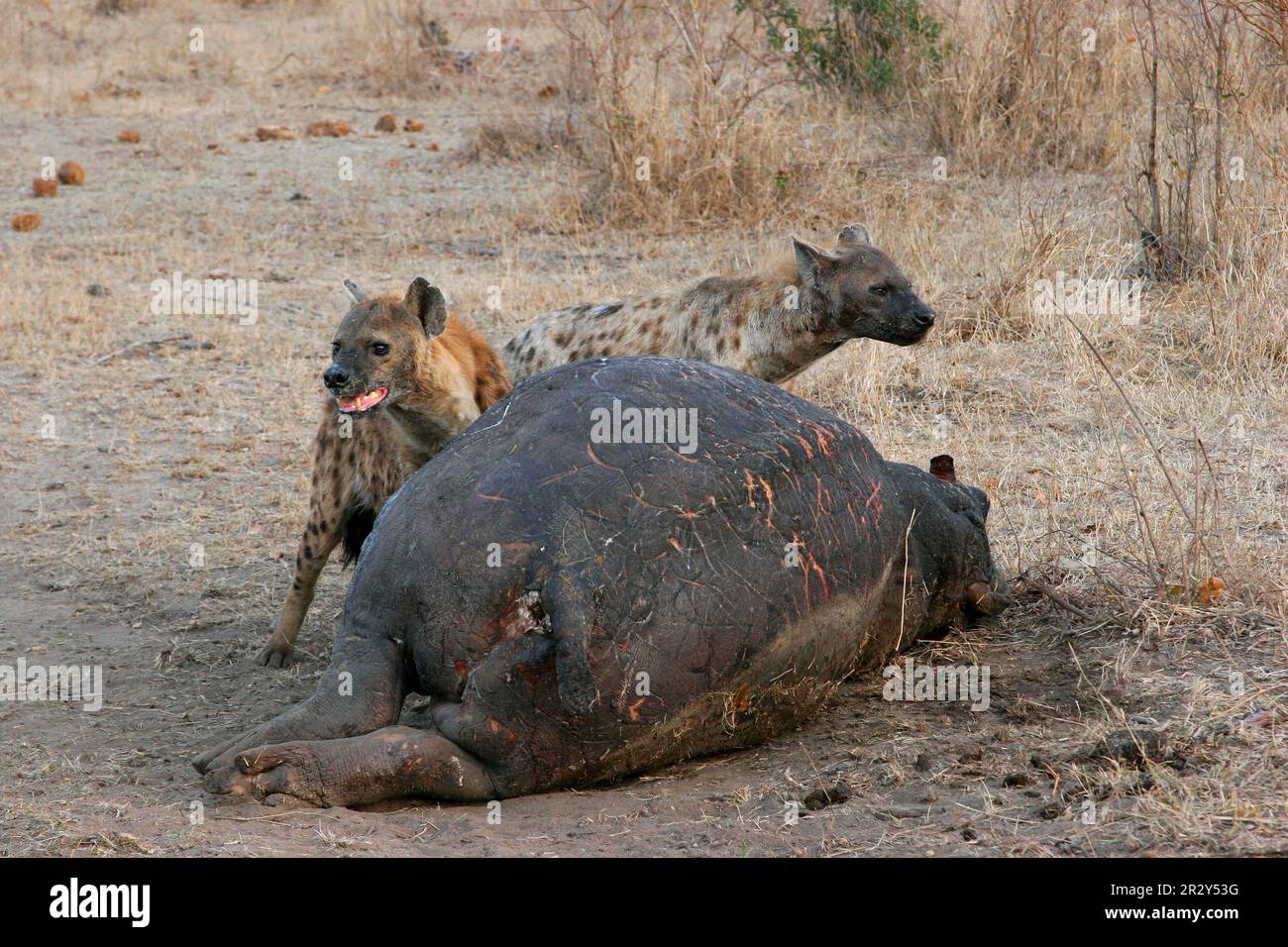Spotted (Hippopotamus amphibius) Hyena, spotted hyenas (Crocuta crocuta ...