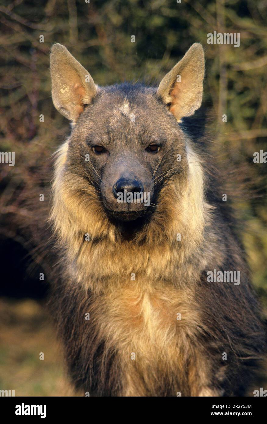 Brown hyena (Hyaena brunnea), Brown hyena, Hyena, Hyenas, Canines ...