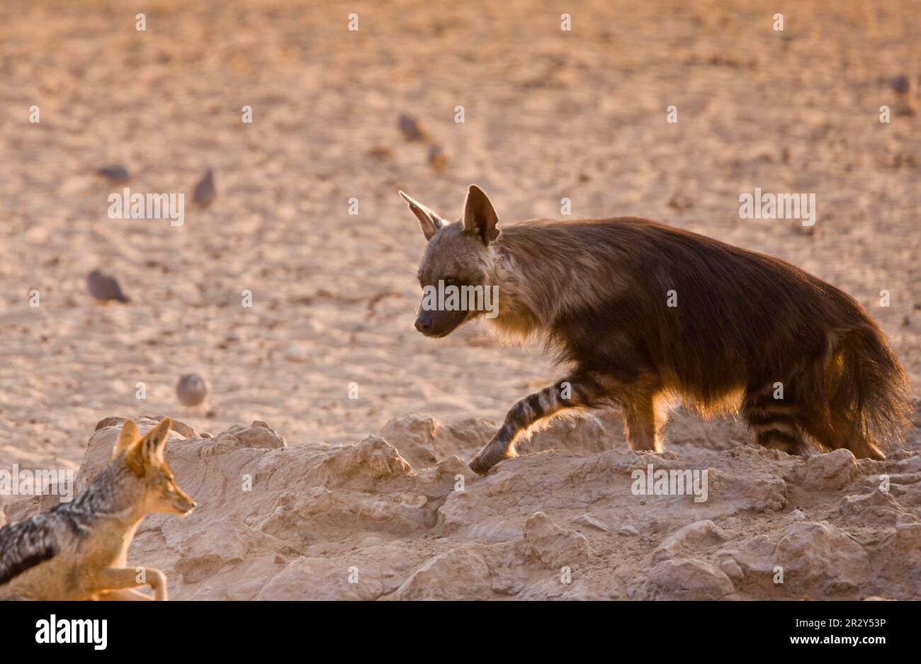 Brown Hyena (Hyaena brunnea) and Black-backed Jackal (Canis mesomelas ...