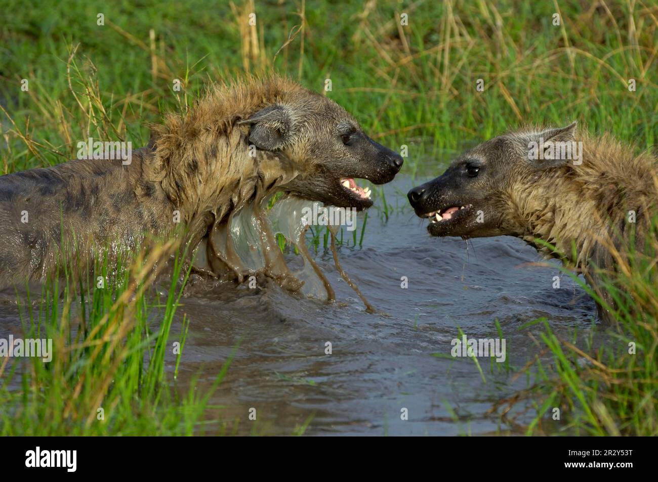 Spotted Hyena, spotted hyenas (Crocuta crocuta), Hyena, Hyenas, Canines ...