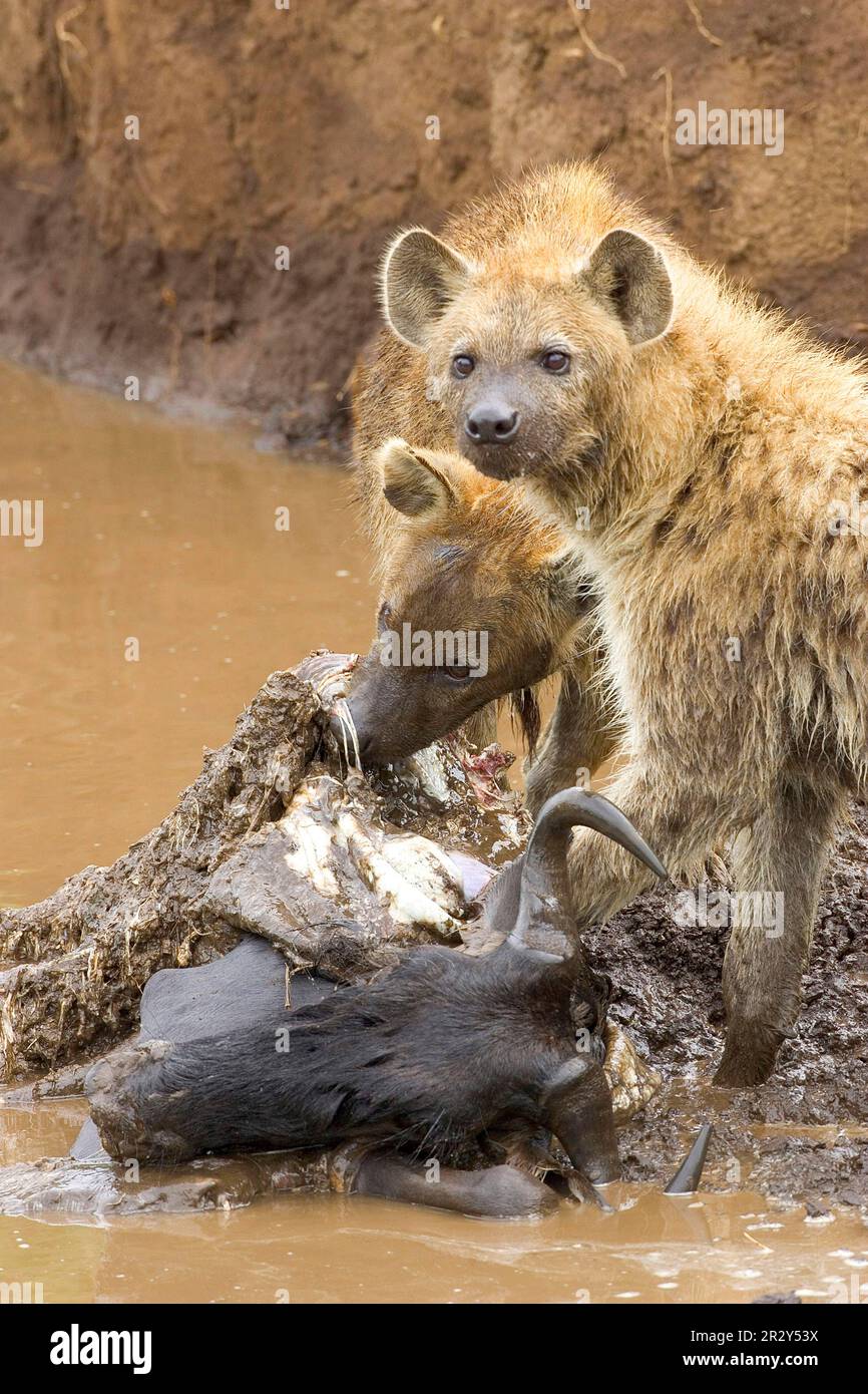 Spotted Hyena (Crocuta crocuta), at Wildebeest kill, Tanzania, standing ...
