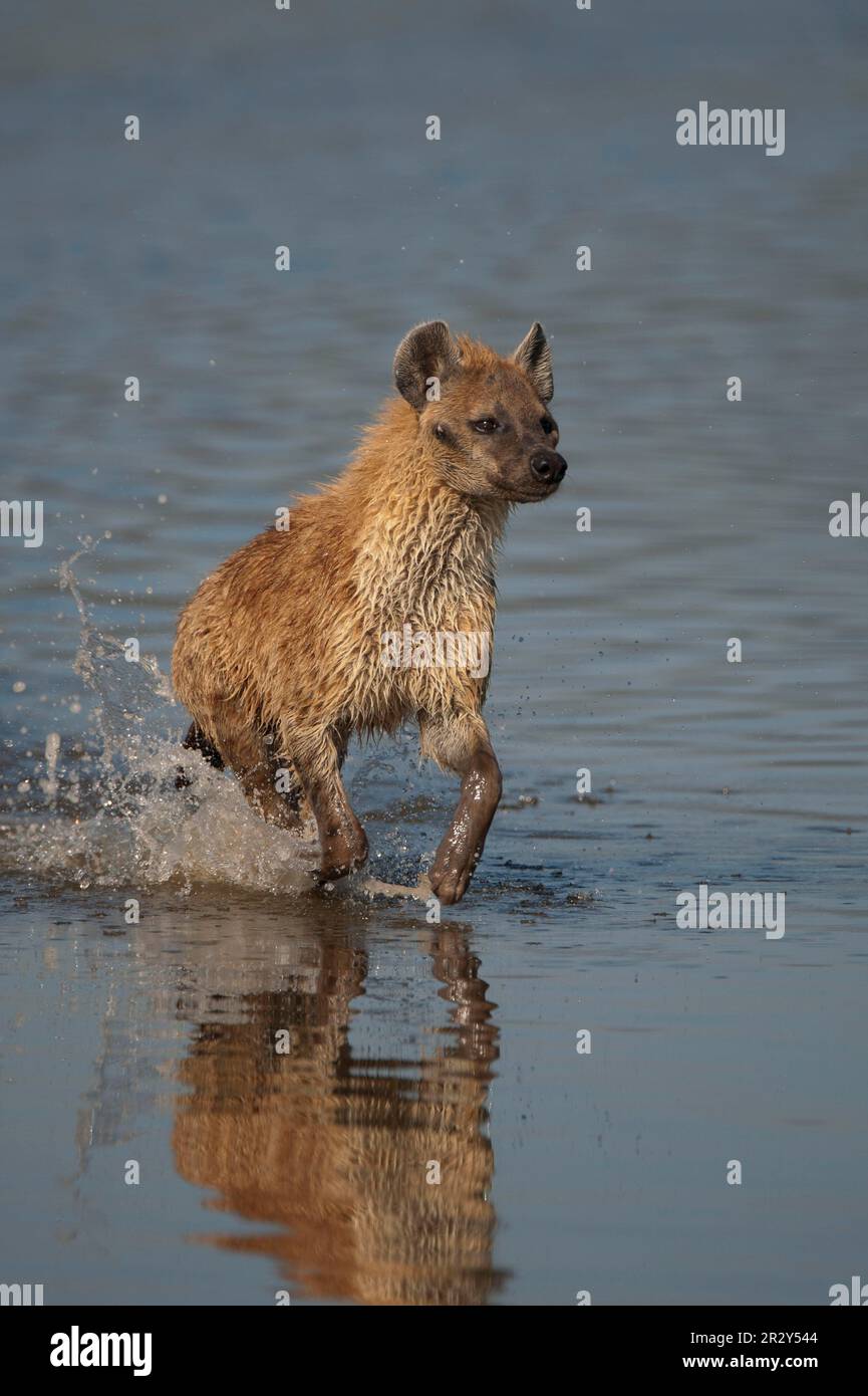 Spotted Hyena, spotted hyenas (Crocuta crocuta), Hyena, Hyenas, Canines ...