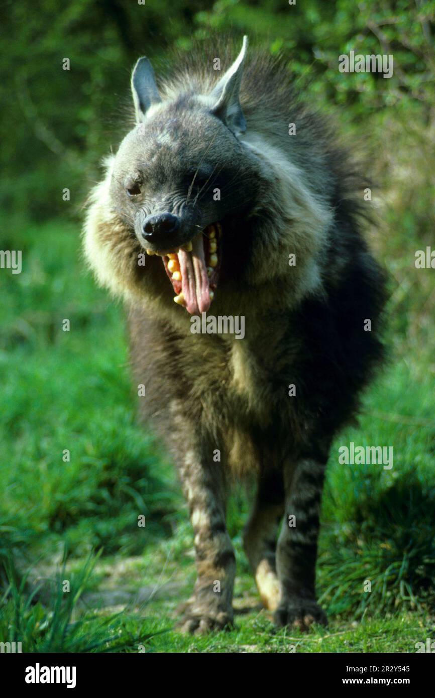 Brown hyena (Hyaena brunnea), Brown Hyaena, Brown Hyena, Hyena, Hyenas ...