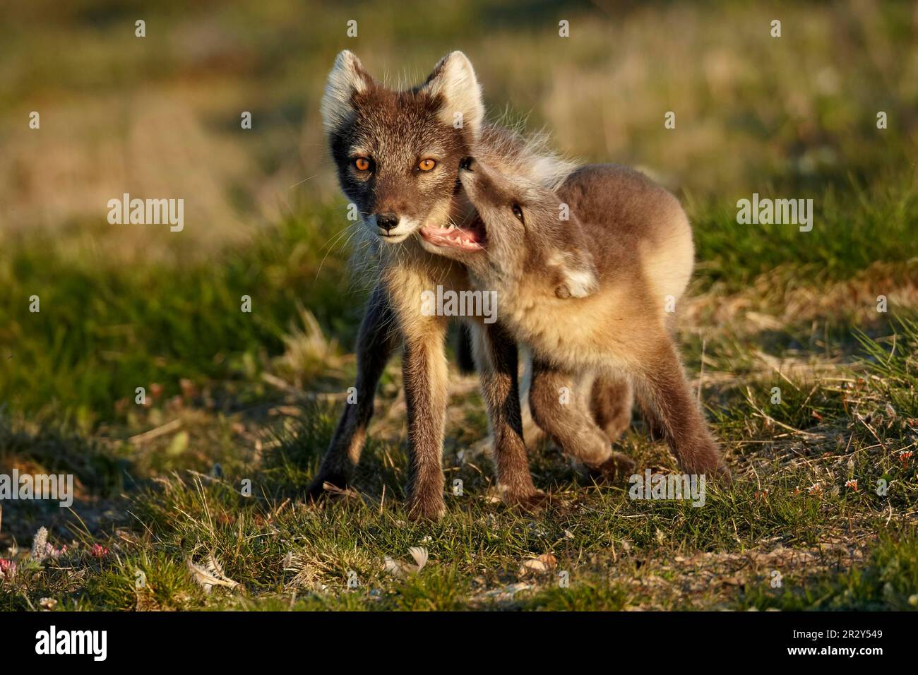 Arctic Fox (Alopex lagopus) adult female, summer coat, playing with cub ...