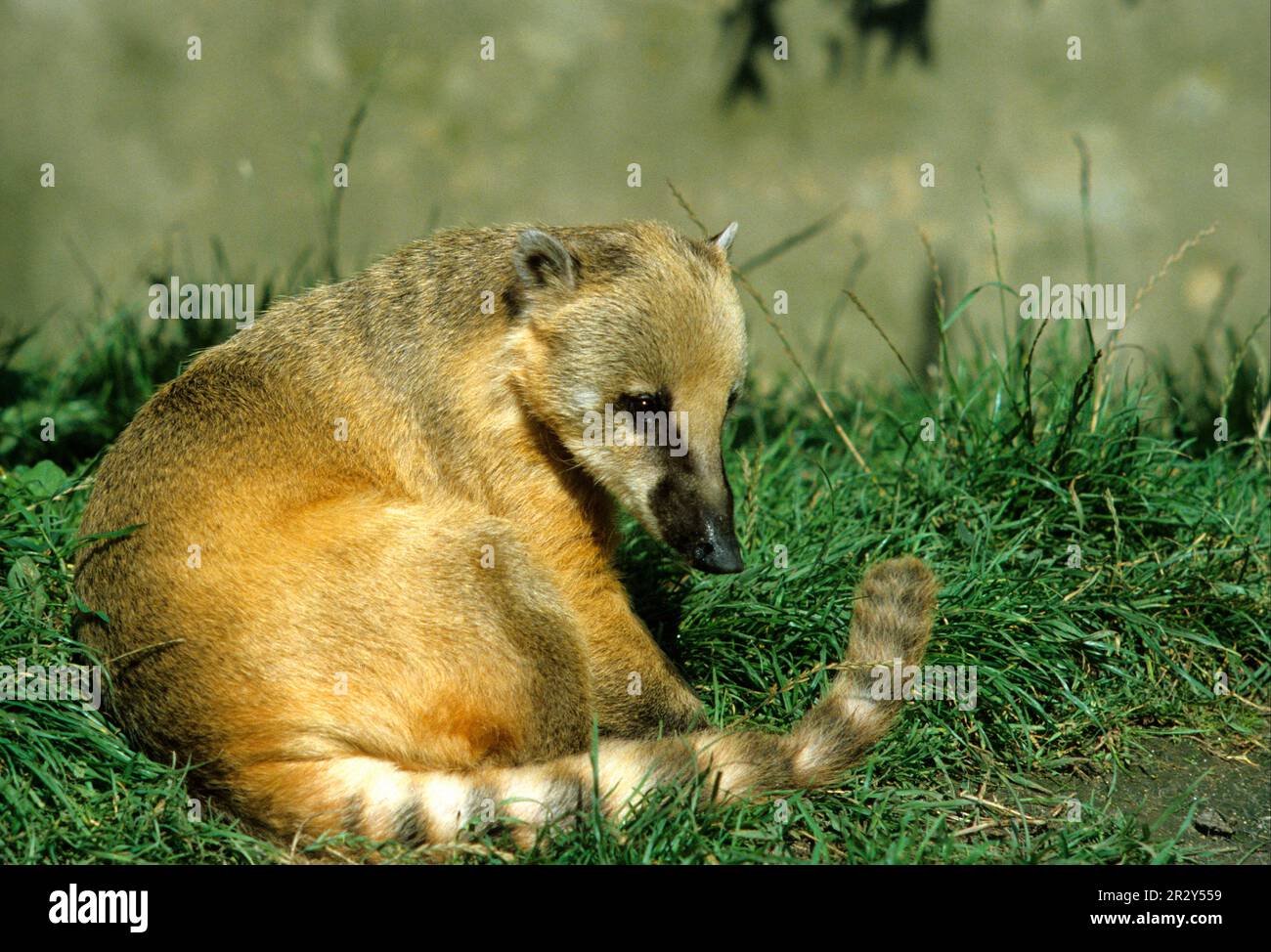 Coati (Nasua nasua), coati, small bears, predators, mammals, animals ...
