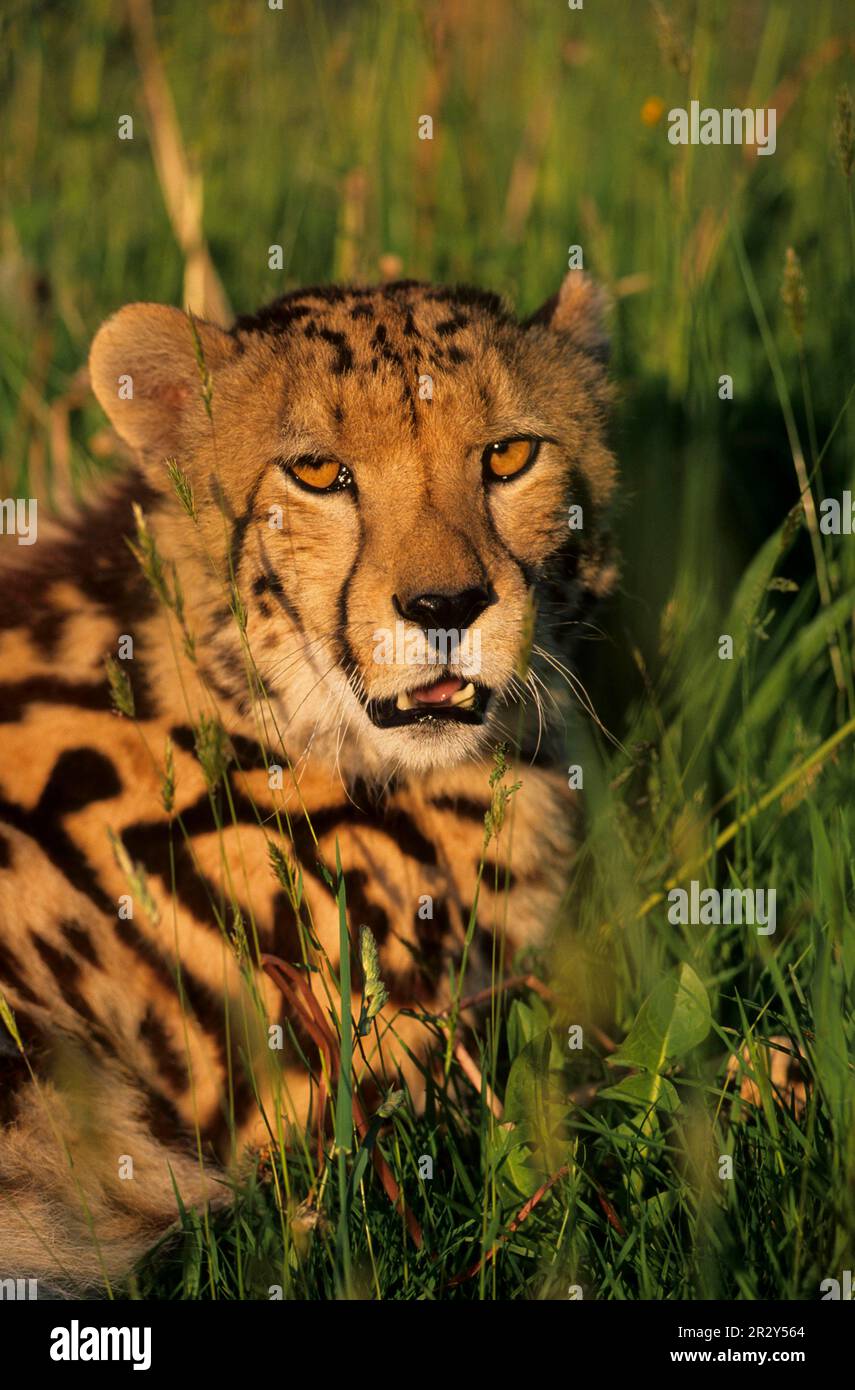 Cheetah, cheetahs, big cats, predators, mammals, animals, Cheetah ...