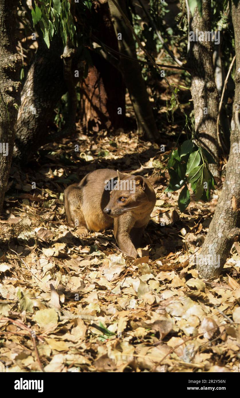 Fossa, ferret cat, fossas (Cryptoprocta ferox), fossas, endemic ... Fossa, ferret cat, fossas (Cryptoprocta ferox), fossas, endemic ...