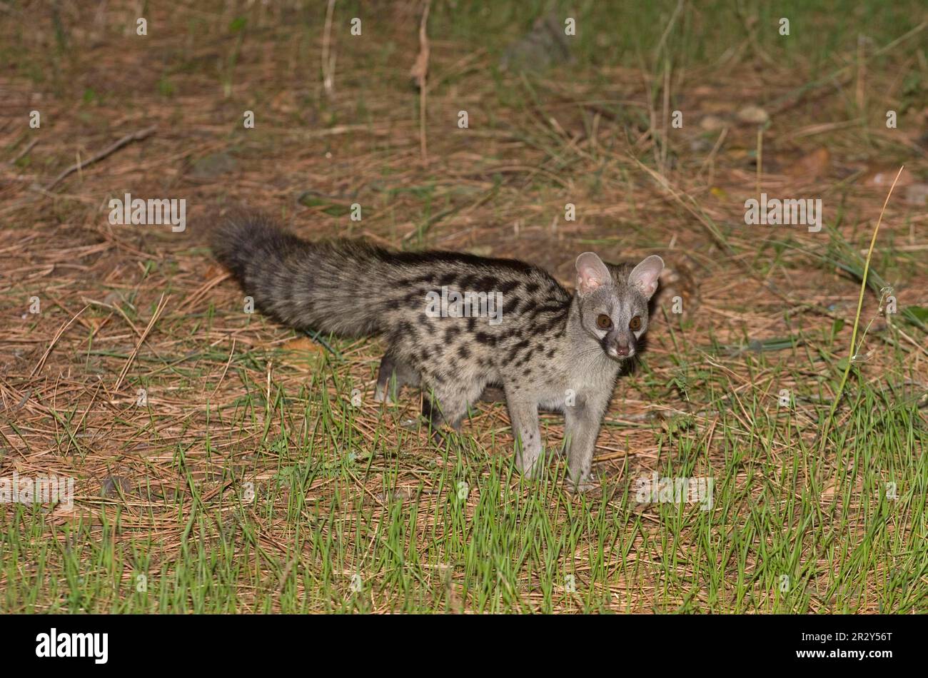 Small-spotted Genet, Small-spotted Genet adult, hunting on ground at ...