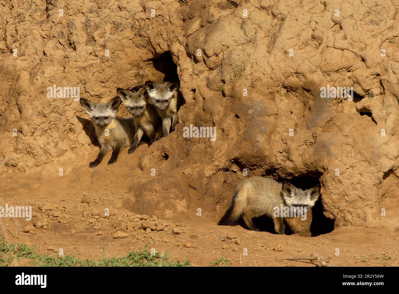 Bat-eared fox cubs, at the entrance to termite mound, Masai Mara, Kenya ...
