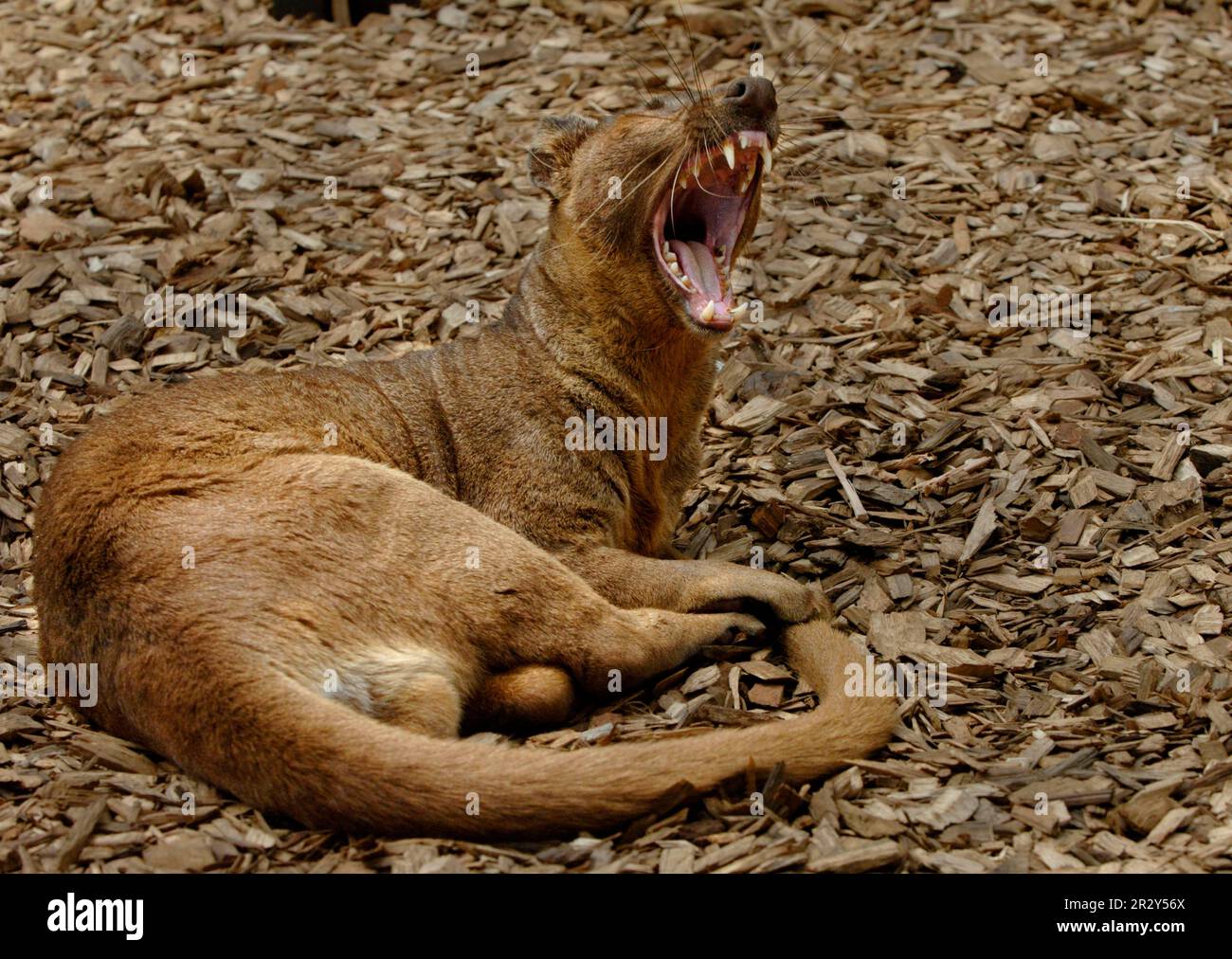 Fossa, fossas (Cryptoprocta ferox), endemic, predators, mammals ... Fossa, fossas (Cryptoprocta ferox), endemic, predators, mammals ...