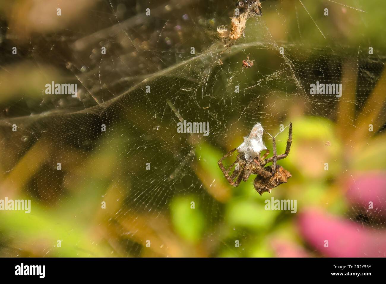 tropical tent-web spider, also known as Cyrtophora citricola, is a ...