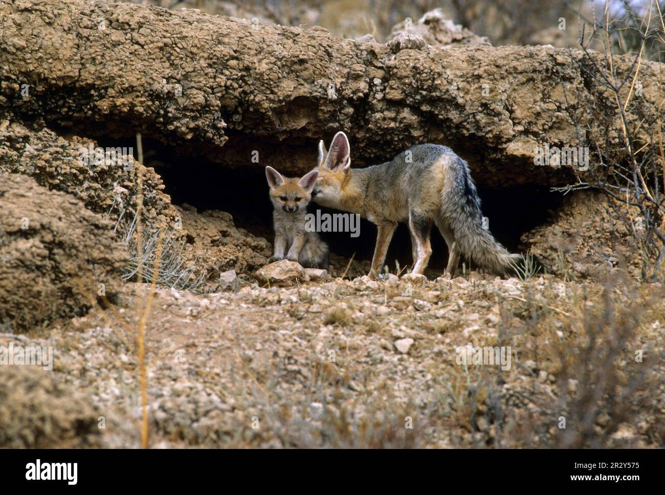 Cape Fox, Cama Fox, Silverback Fox, Cape Foxes (Vulpes chama), cape ...