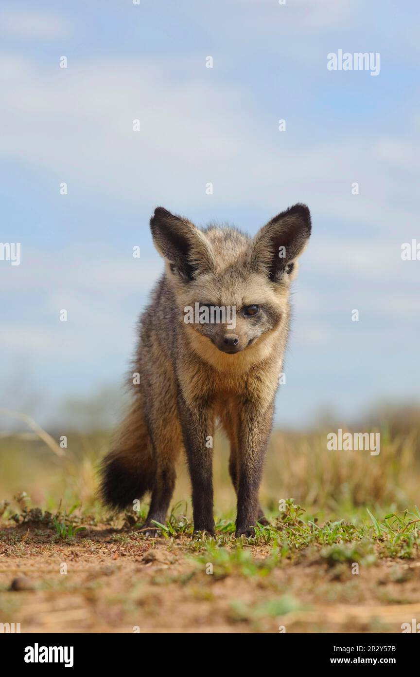 Bat-eared fox, Bat-eared fox adult, standing in grassland, Masai Mara ...