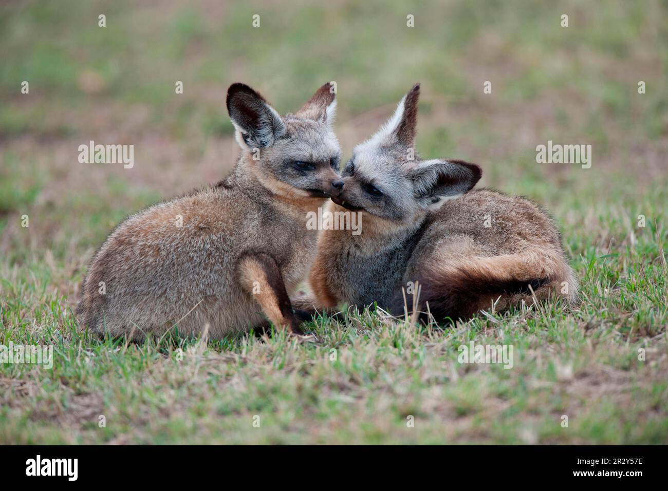 Bat-eared fox, bat-eared foxes (Otocyon megalotis), canine species ...