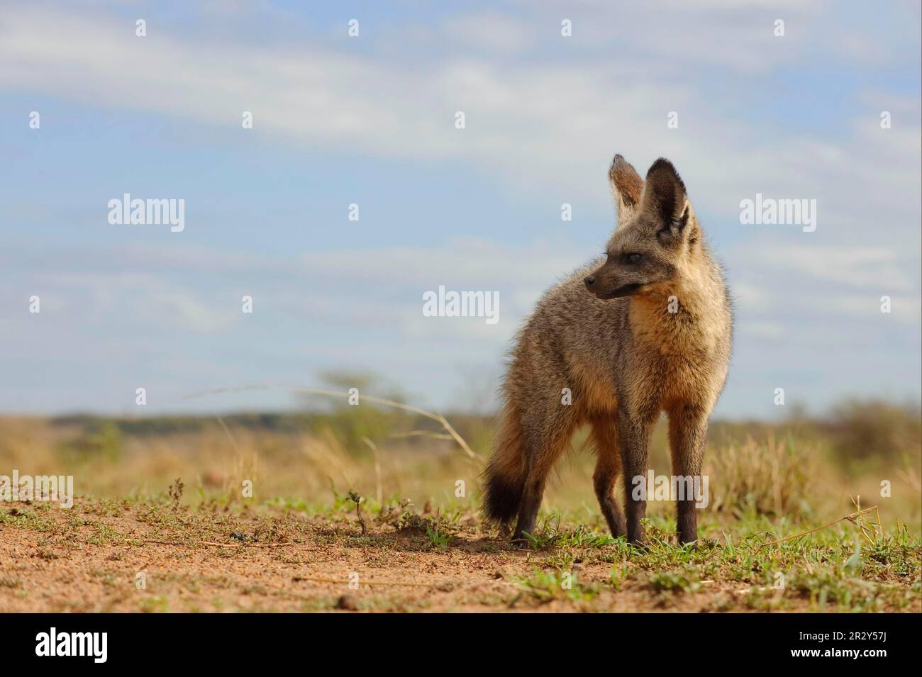Bat-eared fox, Bat-eared fox adult, standing in grassland, Masai Mara ...