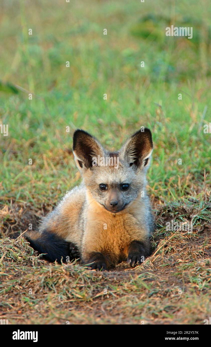 Bat-eared fox, bat-eared foxes (Otocyon megalotis), Canidae, Predators ...